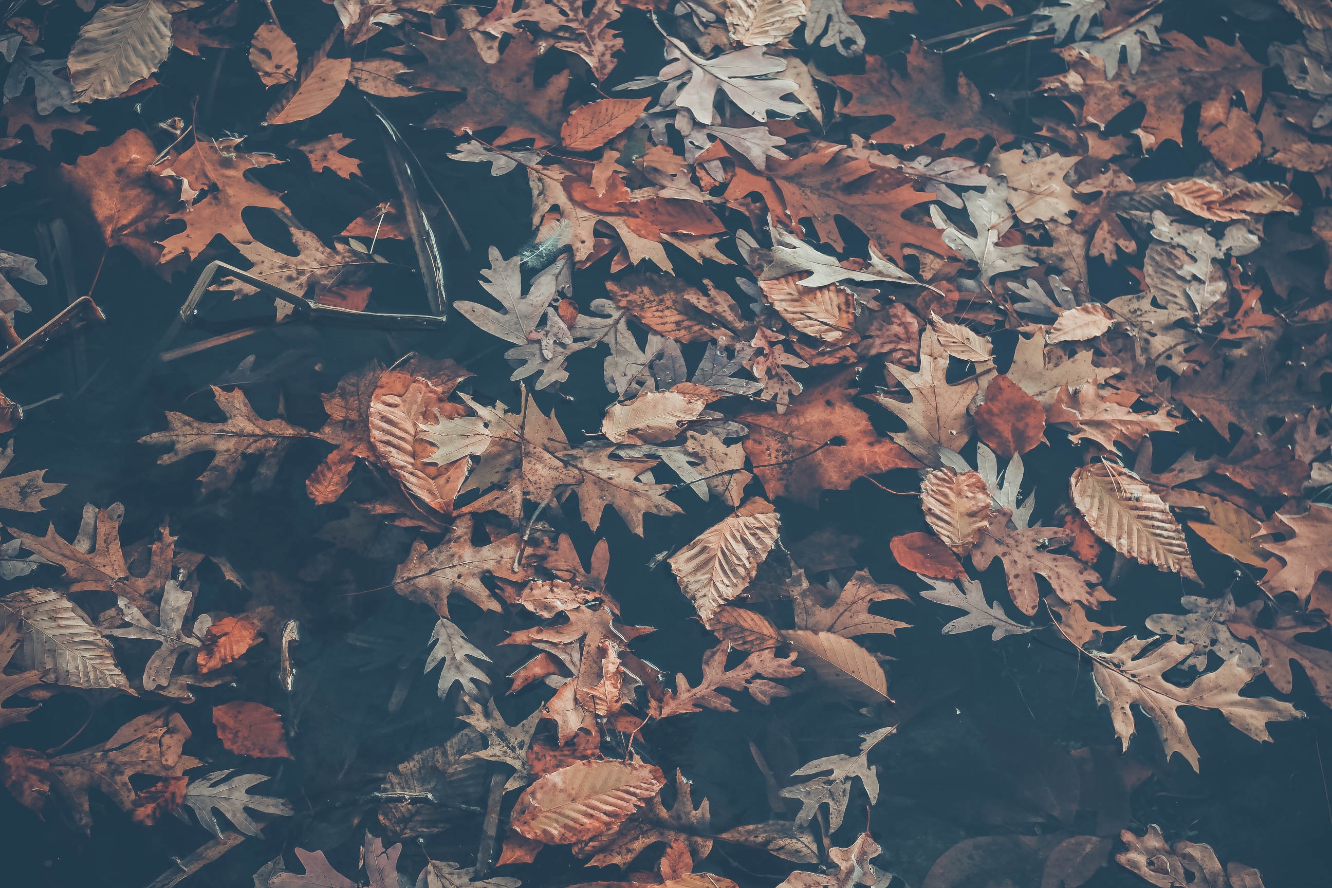 Leaf Desktop Group free image download