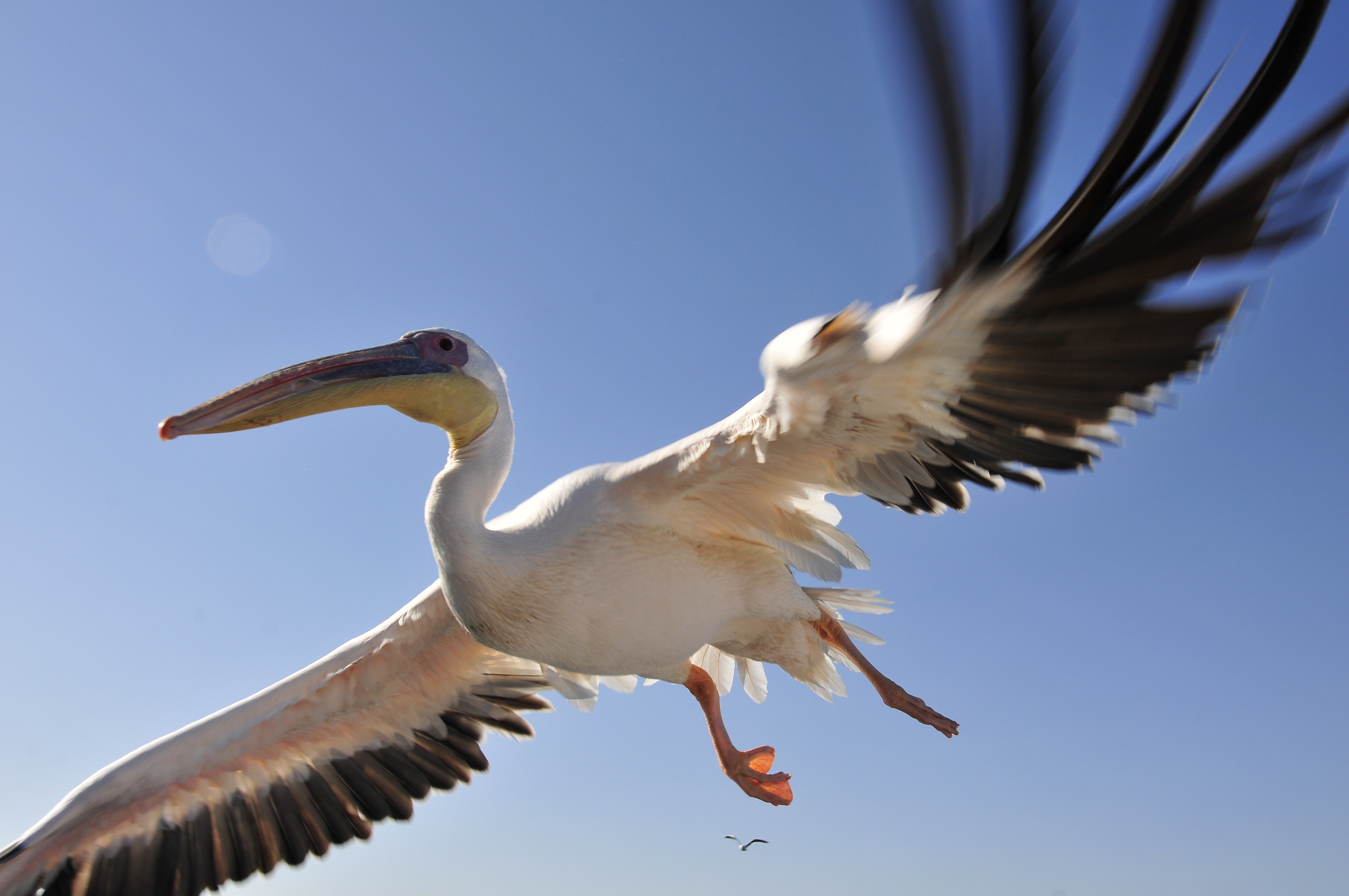 Pelikan Bird Animal World free image download