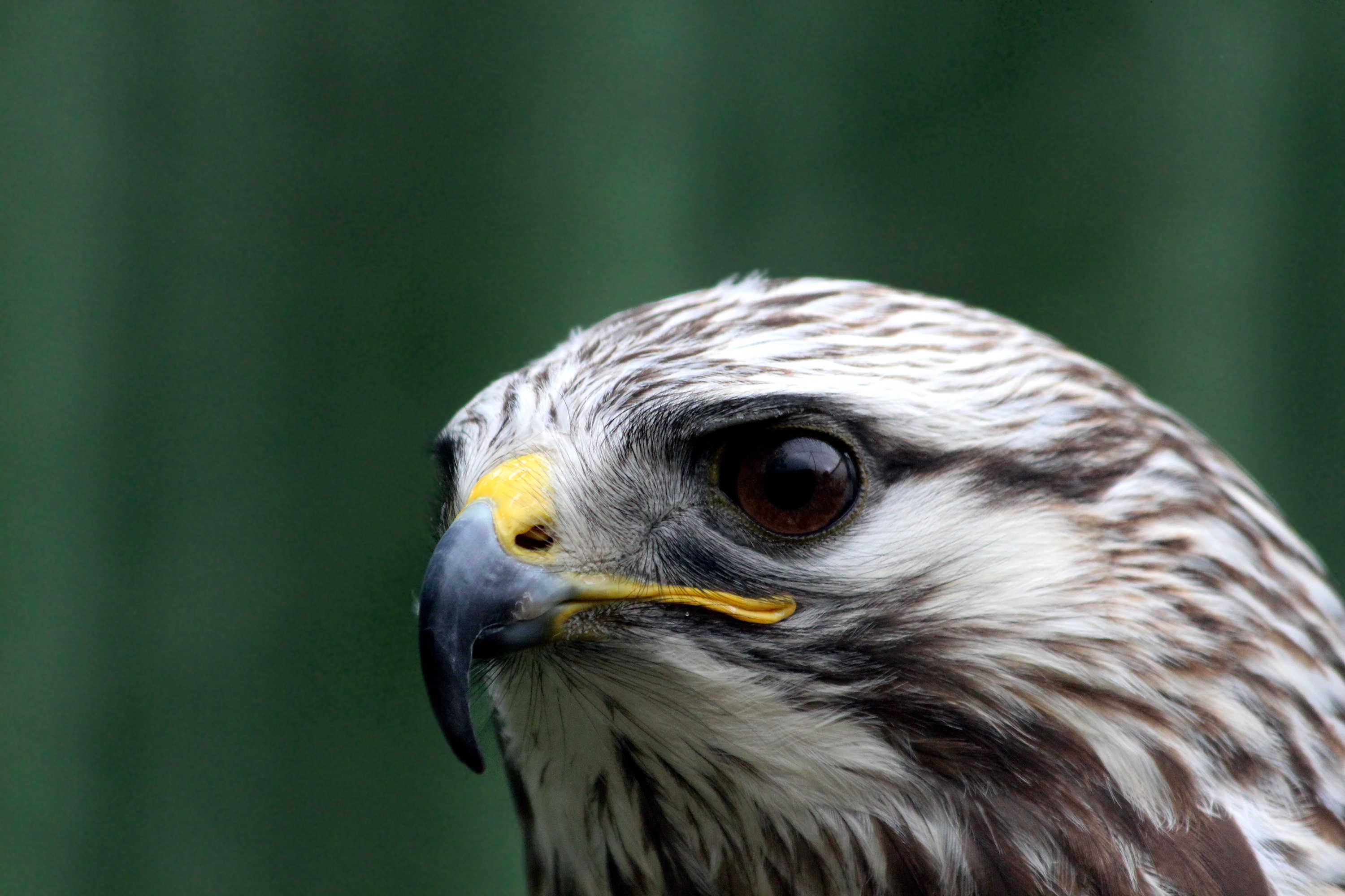 Hawk Buzzard Buteo Lagopus free image download