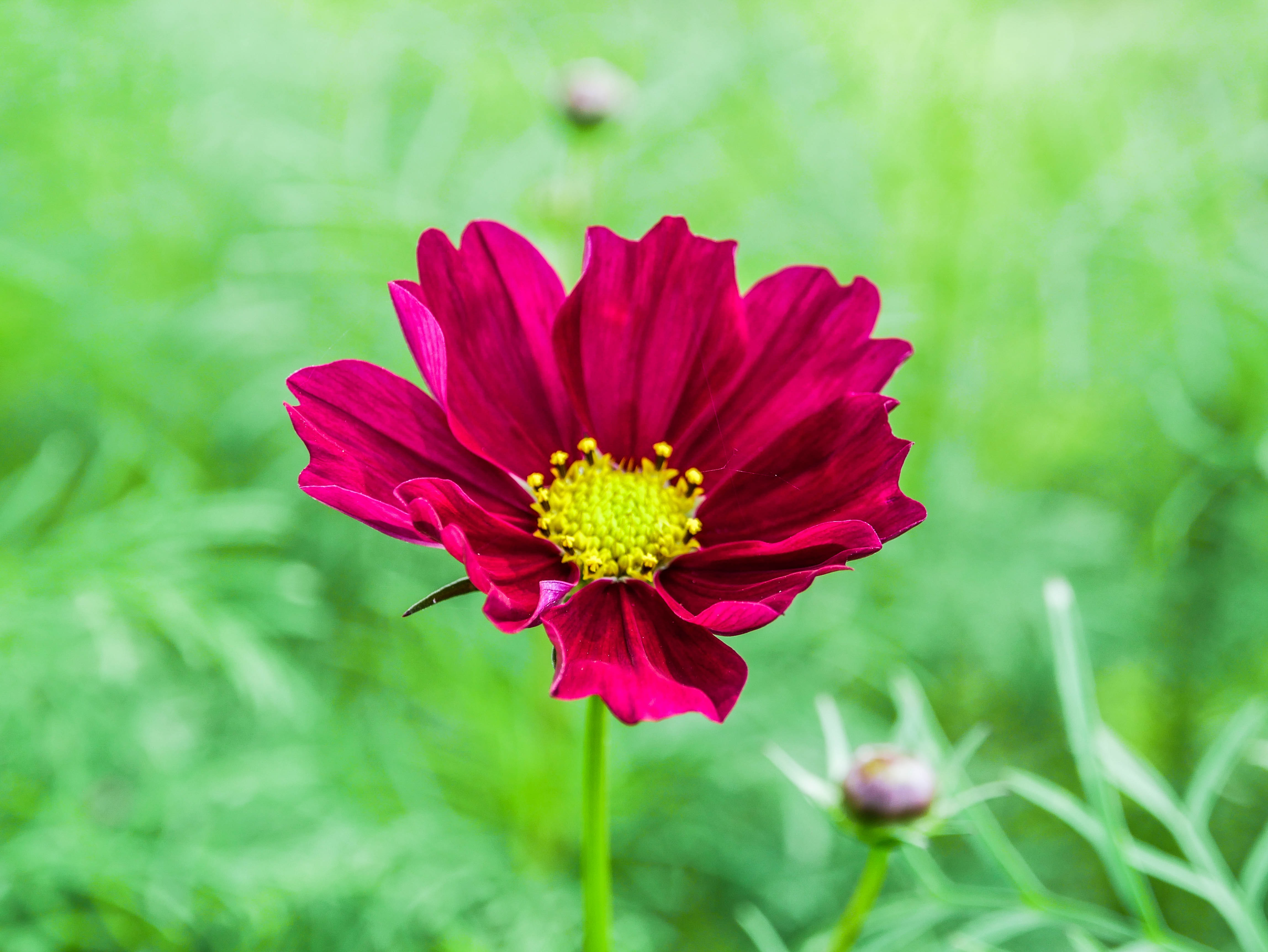Flower Broom Red free image download