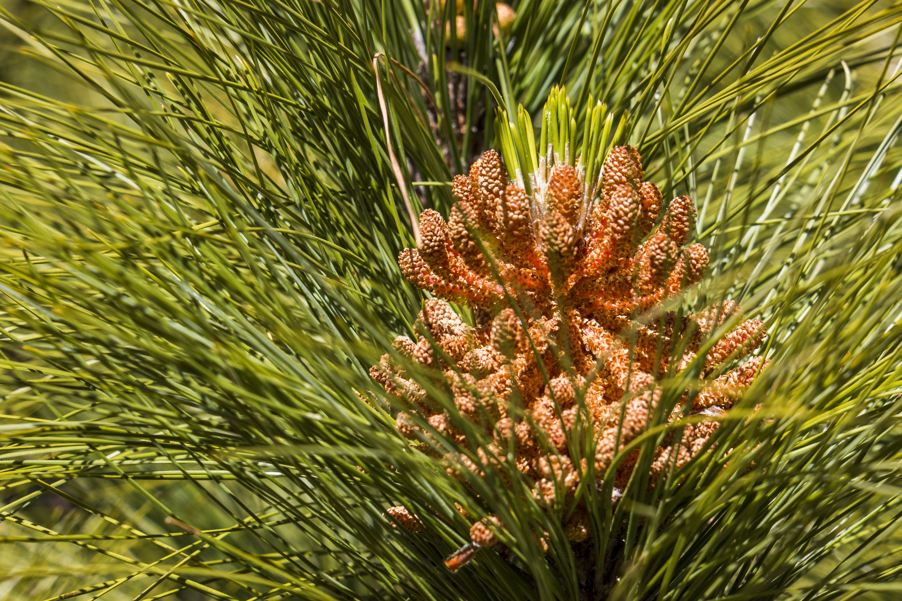 Pine Forest Conifer free image download