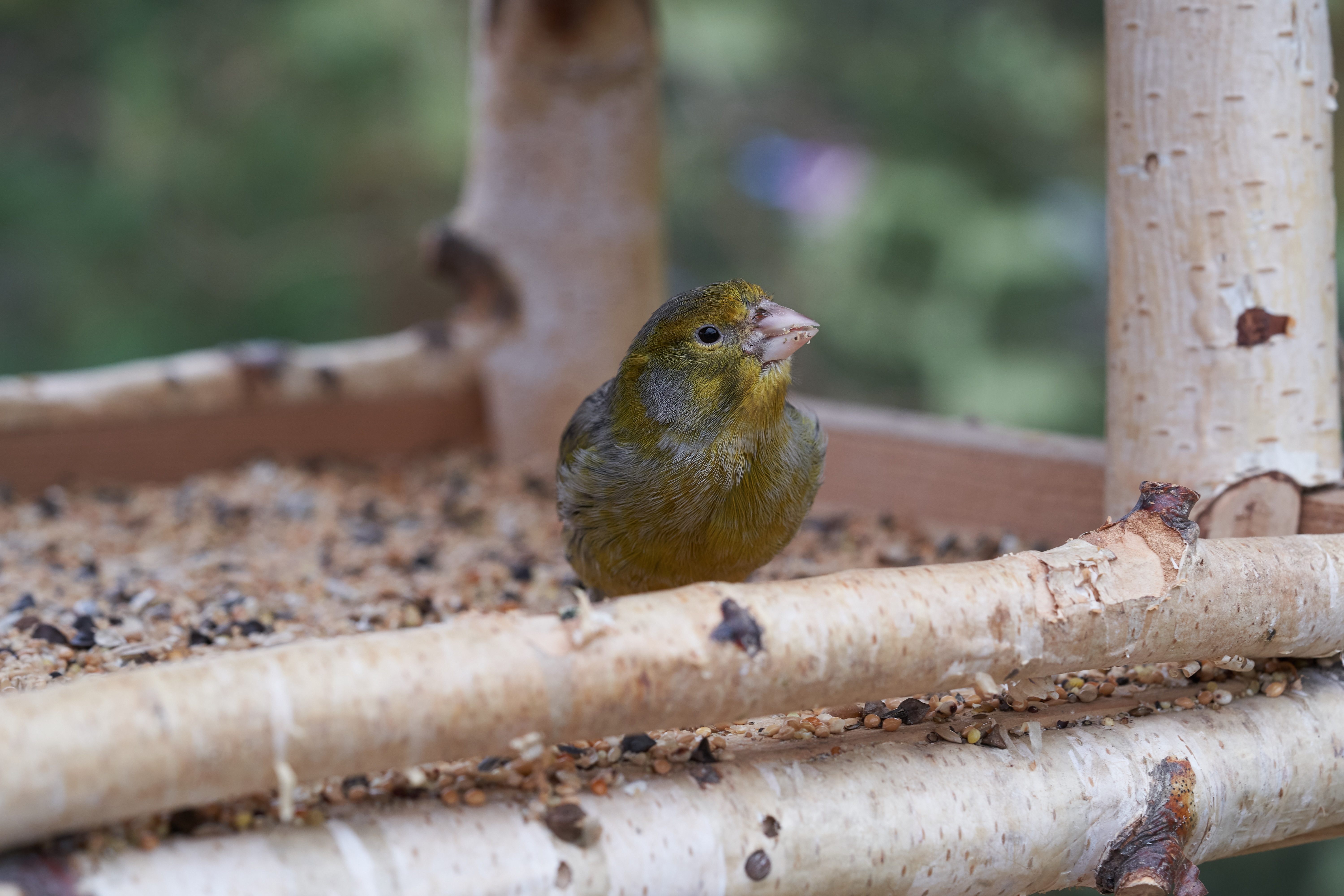Bird Eat Treehouse free image download