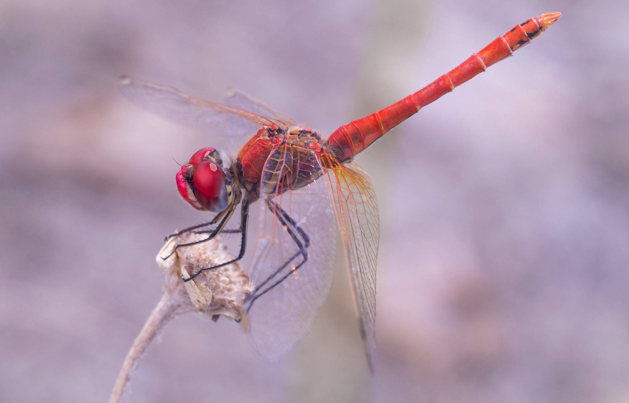 Insect Nature Wildlife free image download