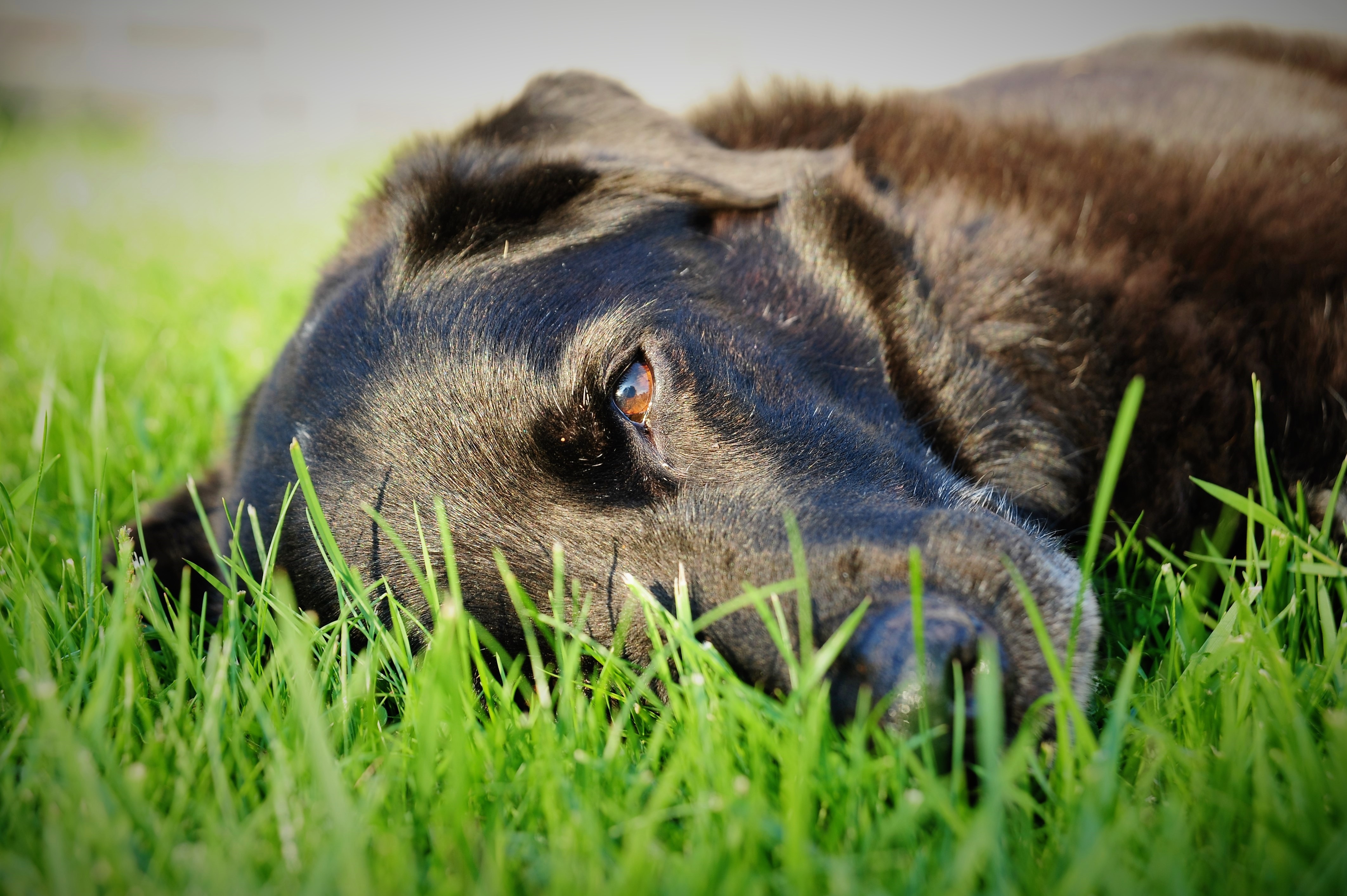 Dog Grass Rush free image download