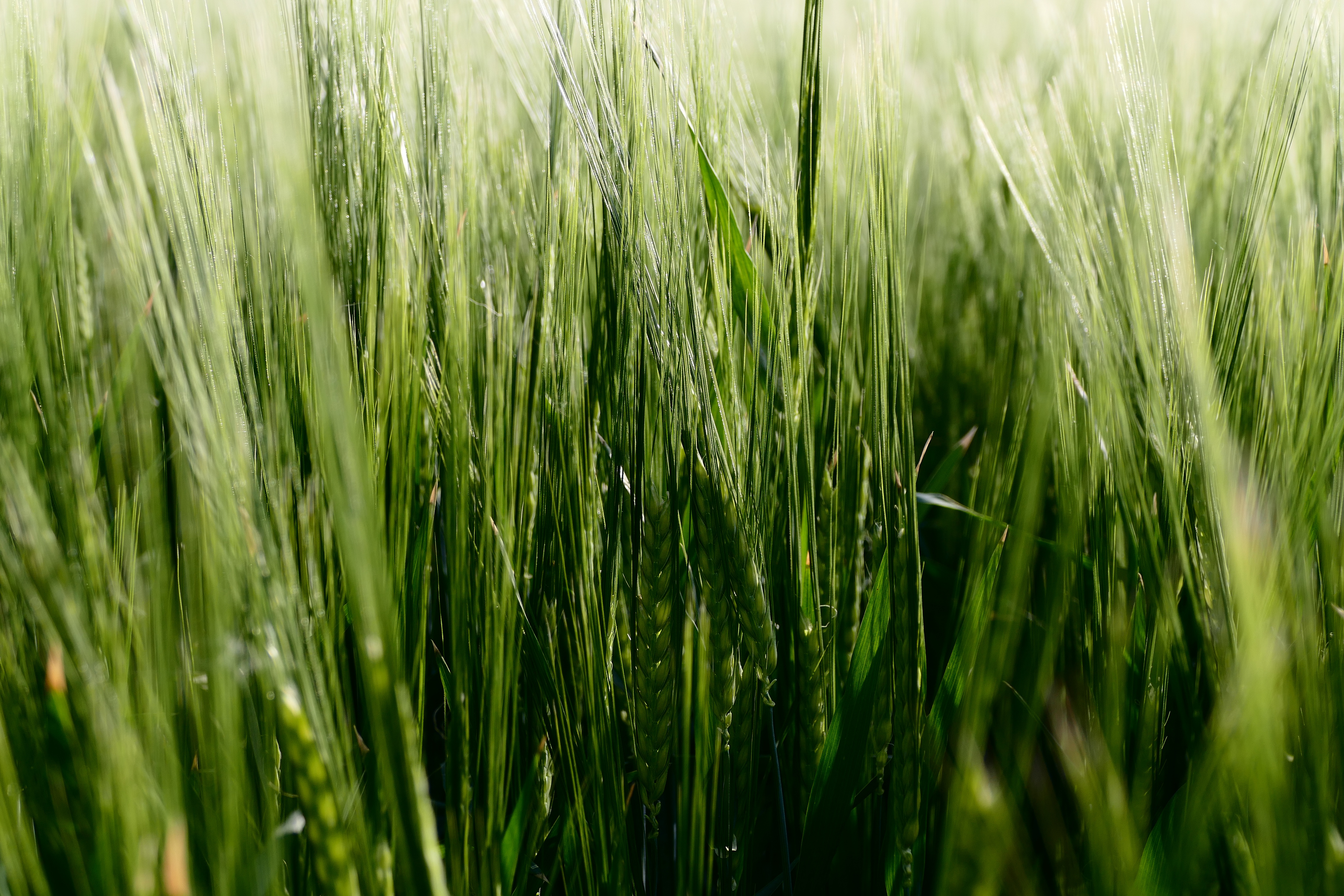 Barley Cereal Nature free image download