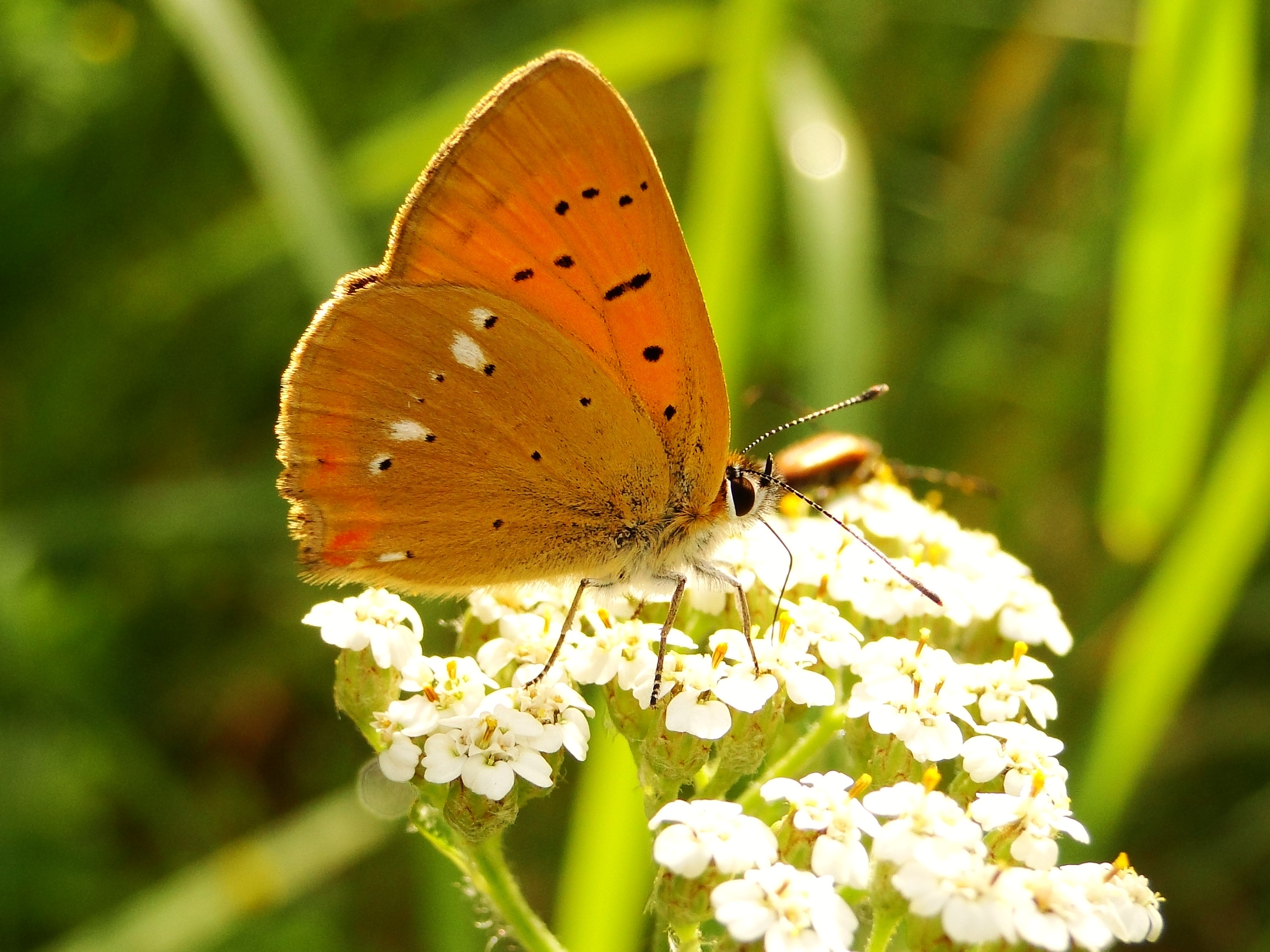 Butterfly Insect in Nature at Day free image download