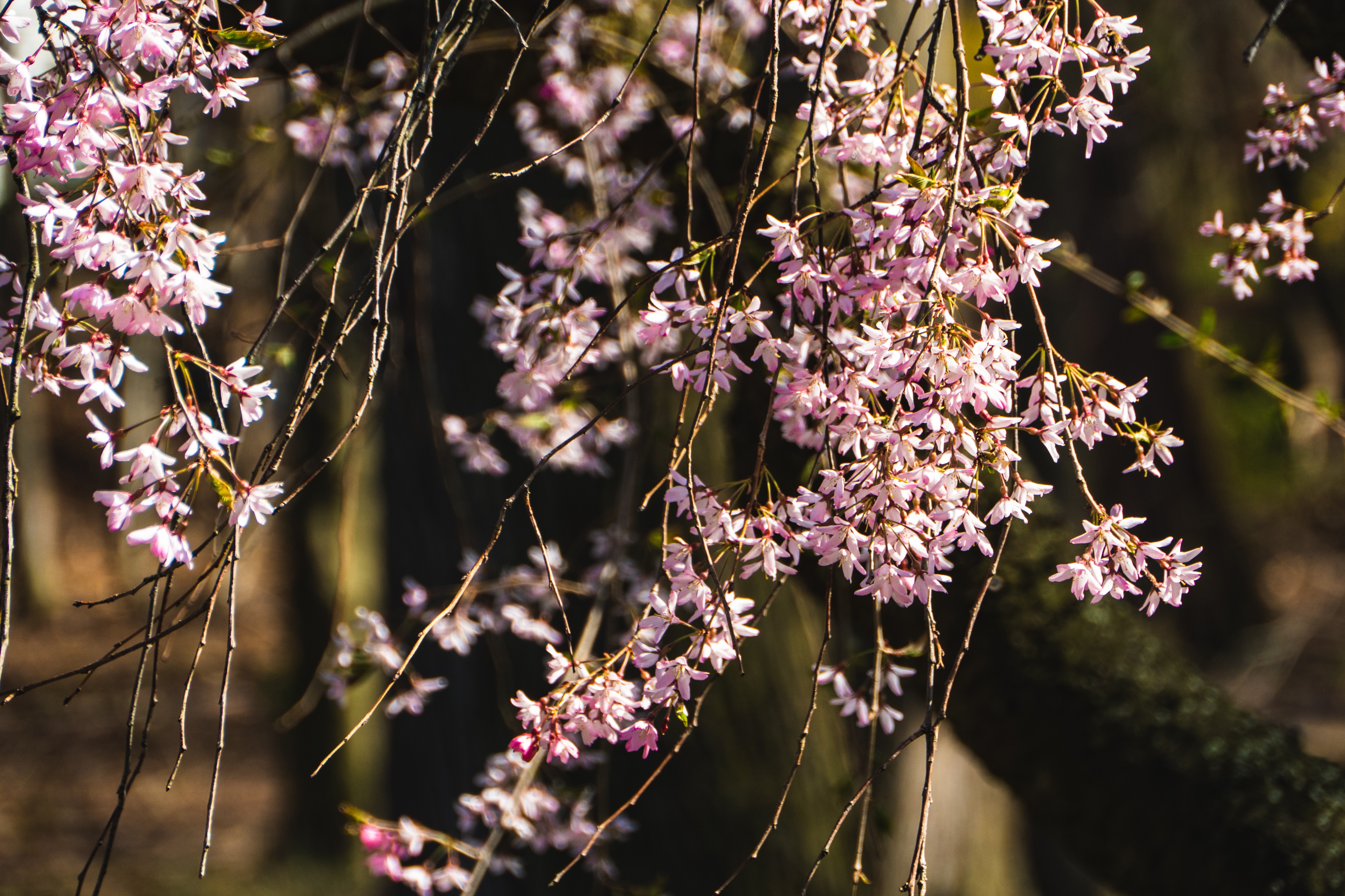 Weeping Cherry Blossom Flower free image download