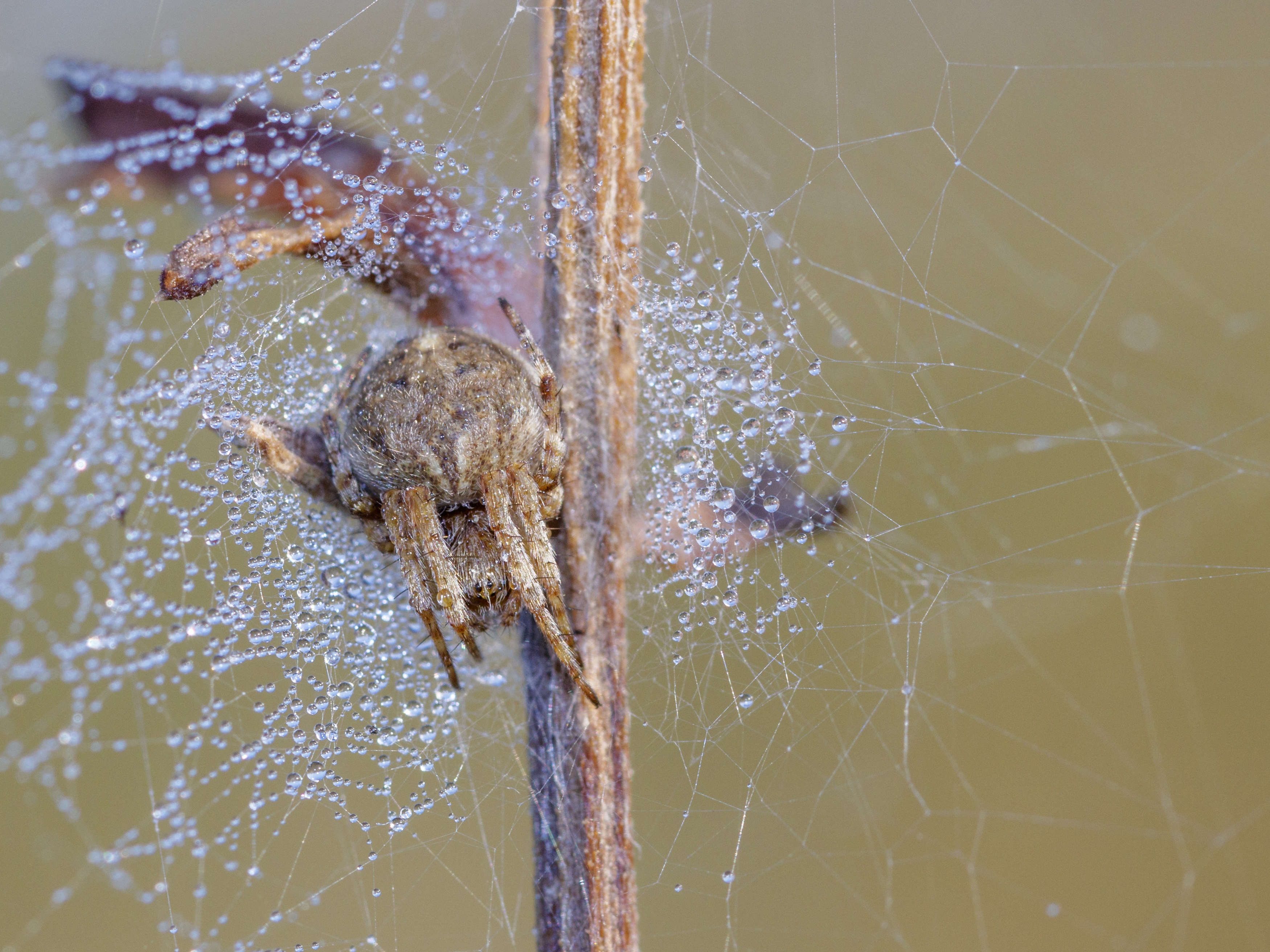 Spider Nature Cobweb free image download