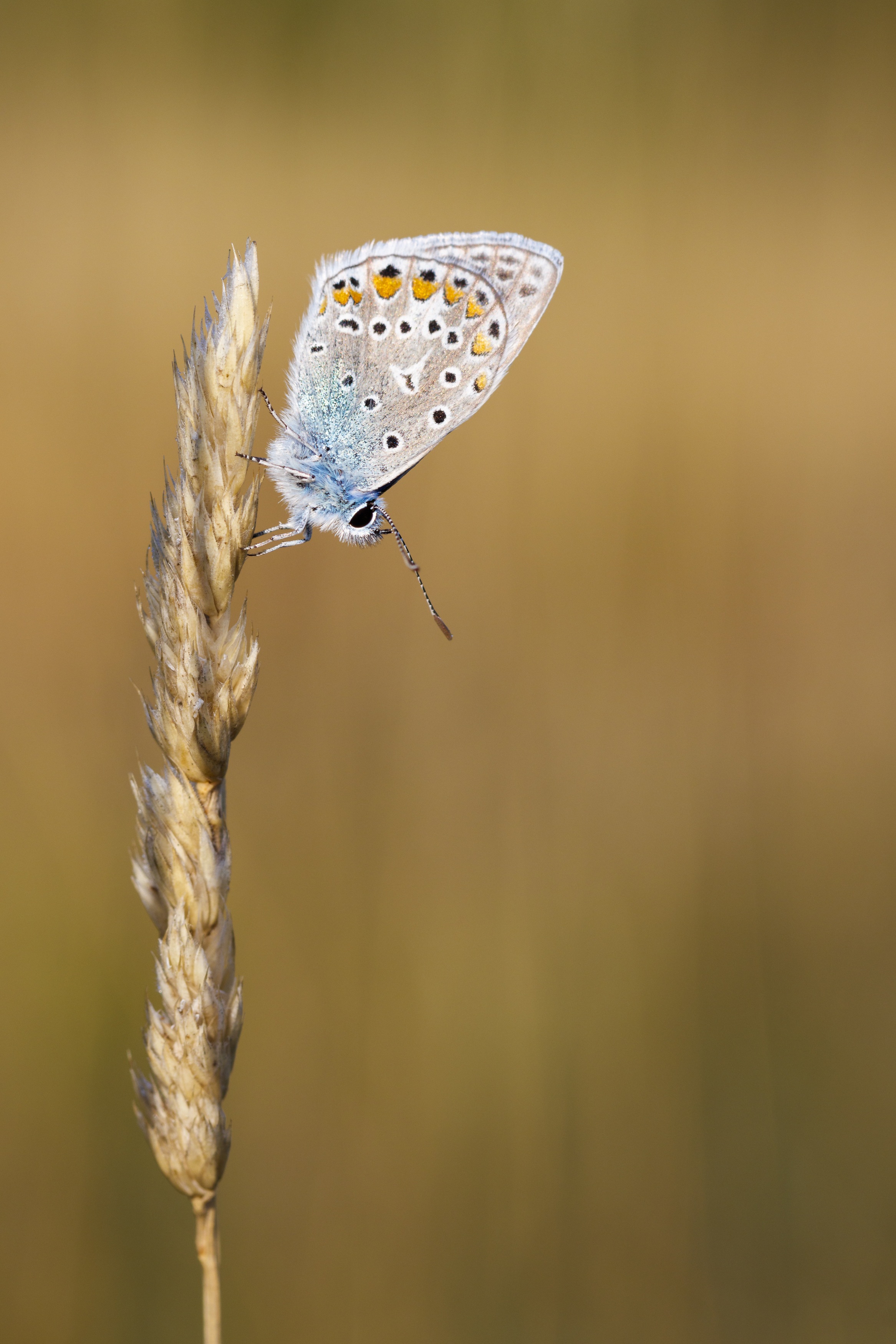 Butterfly Insect Macro Close view free image download