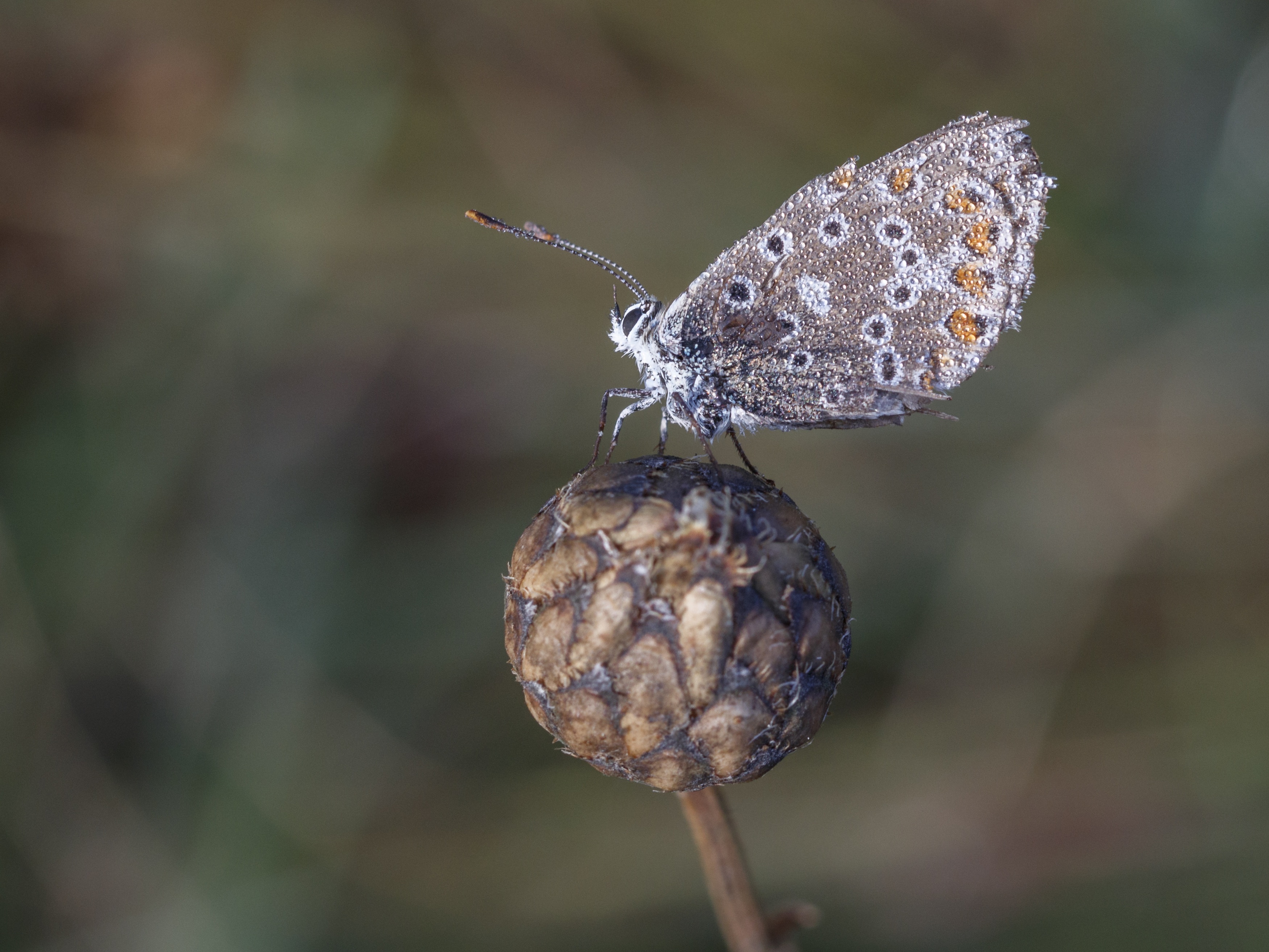 Butterfly Insect Macro Close free image download