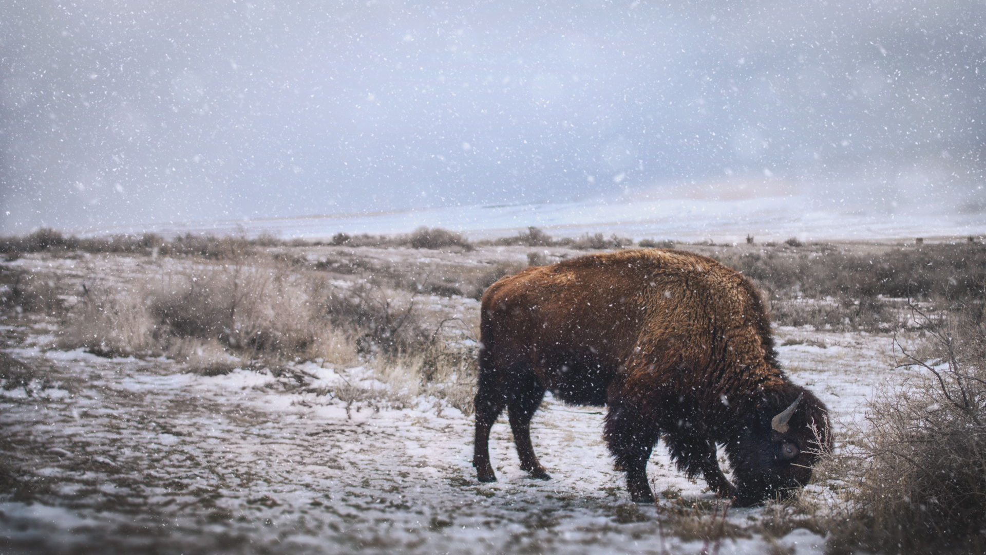 Mammal Outdoors Winter free image download