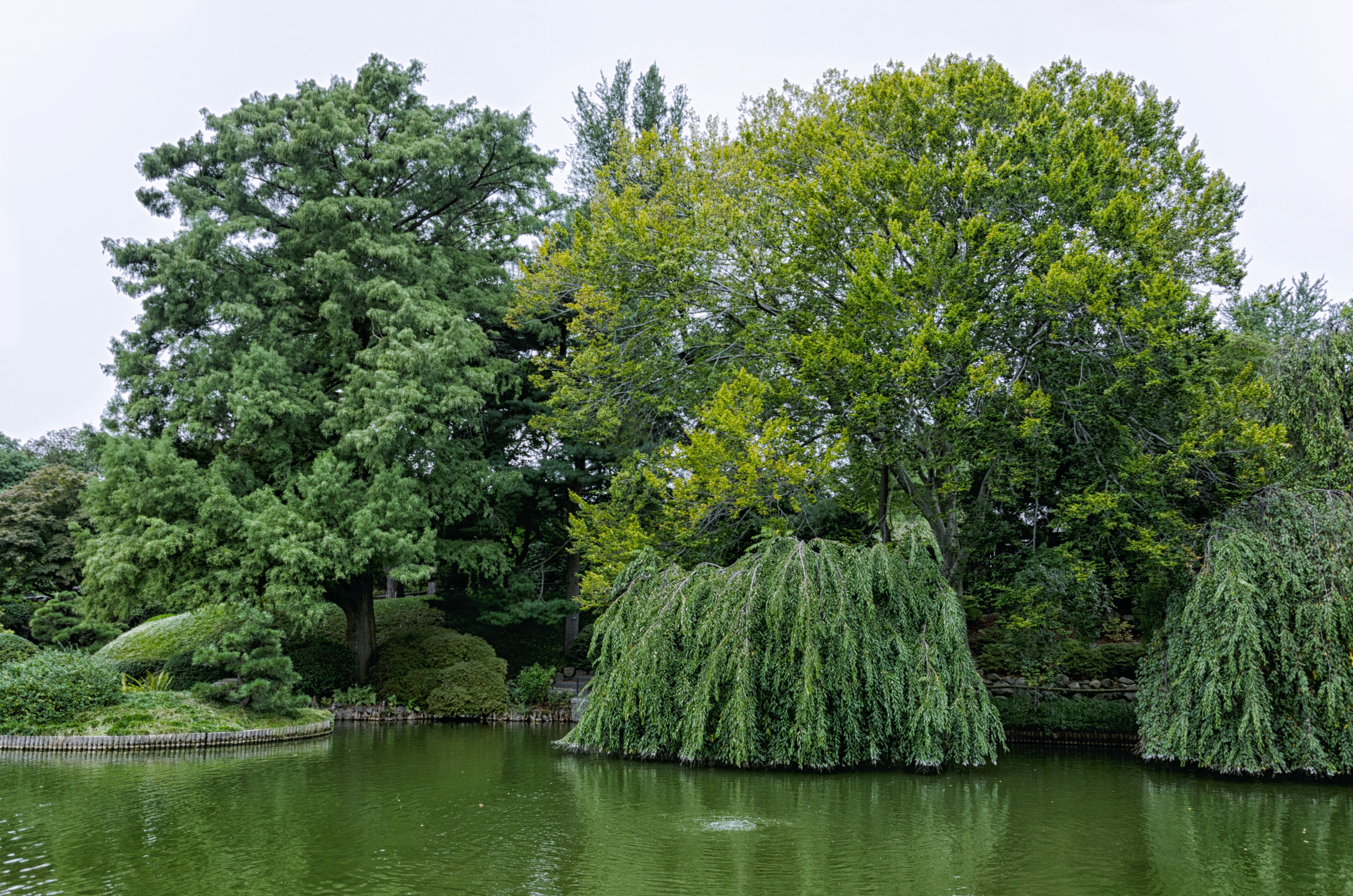 Tree Nature Park free image download