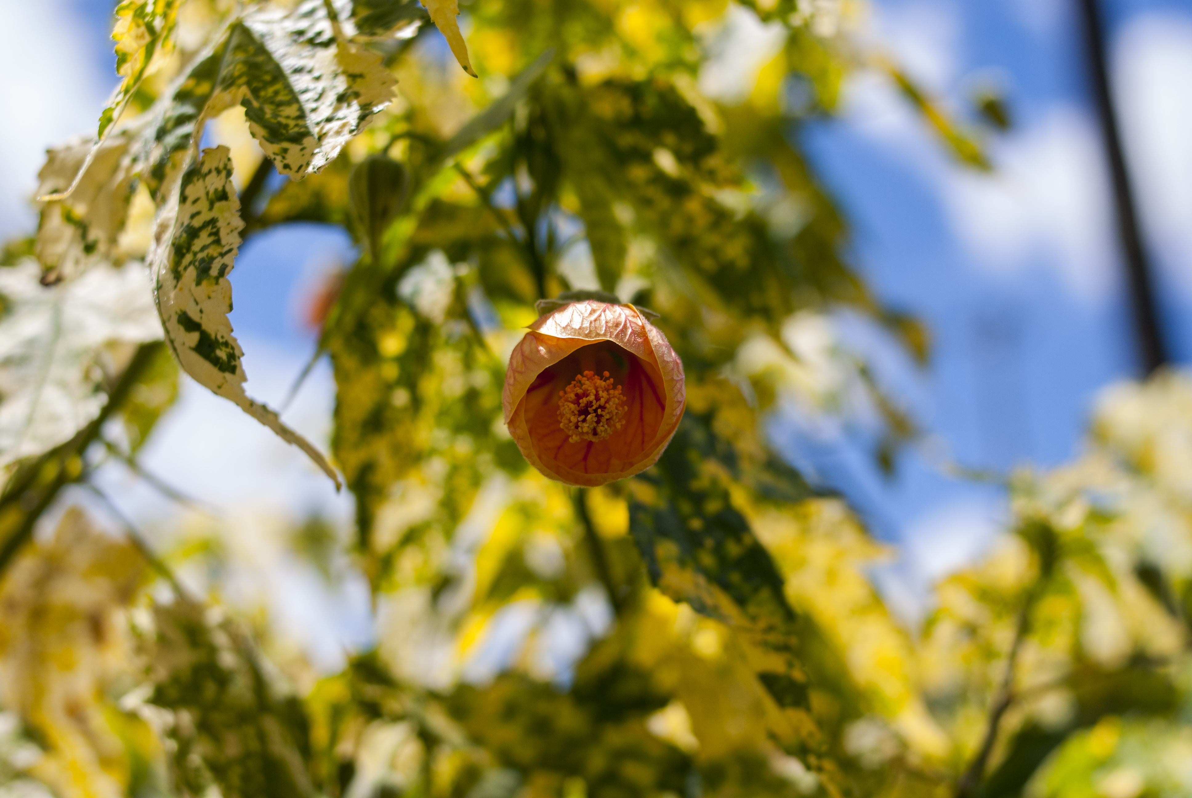 Nature Leaf Tree free image download