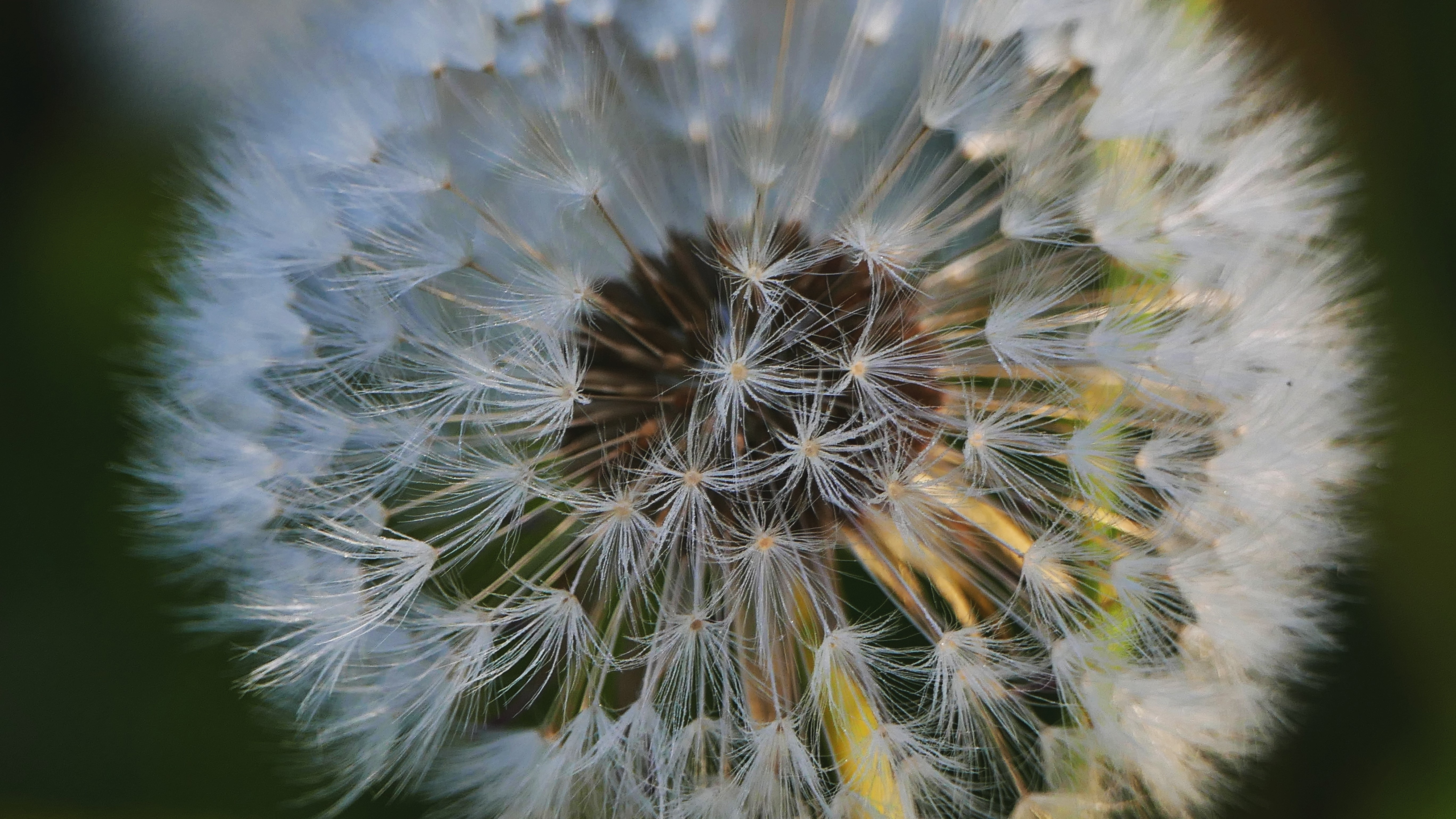 Nature Dandelion free image download