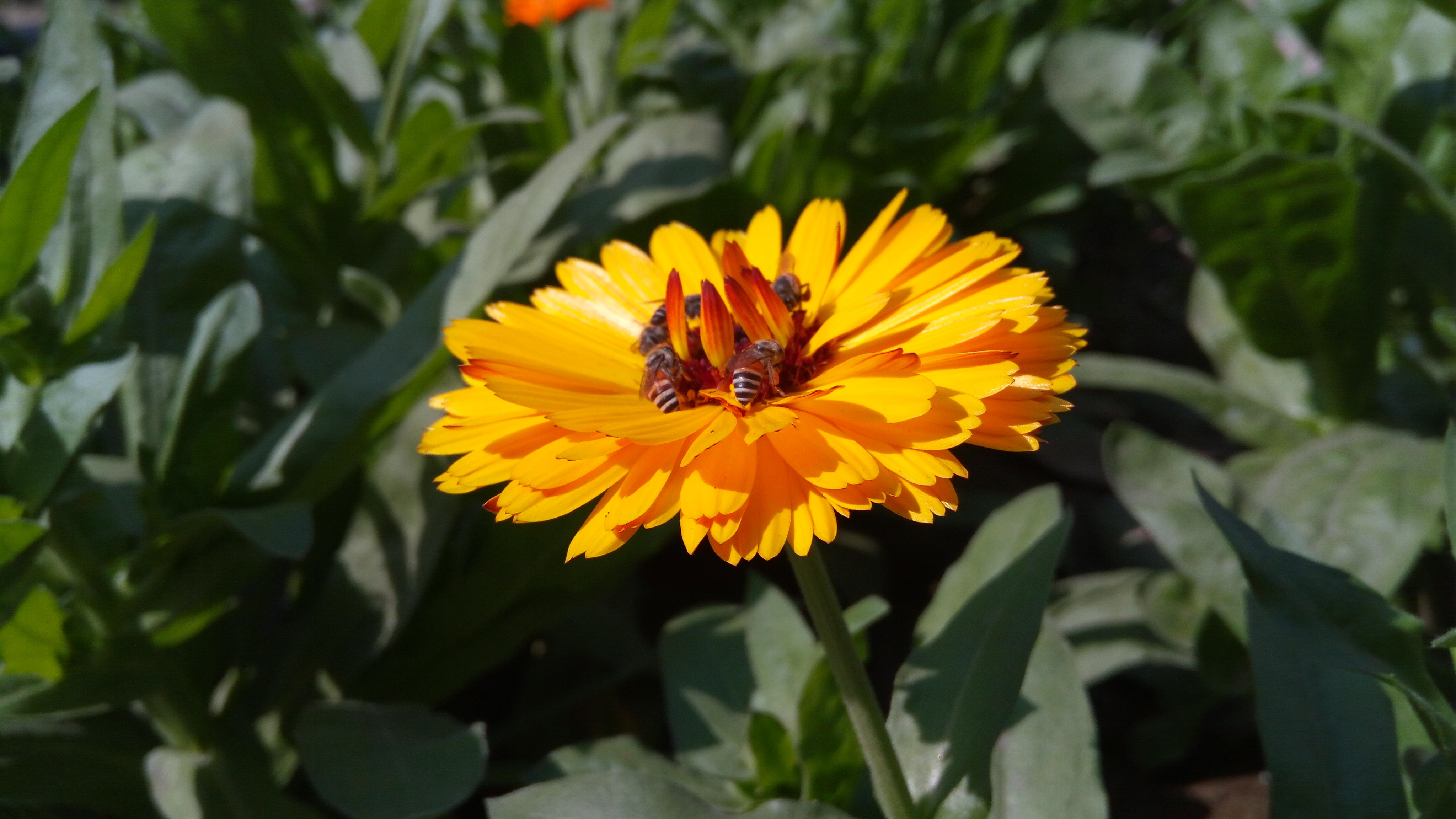 Flora Flower Nature free image download