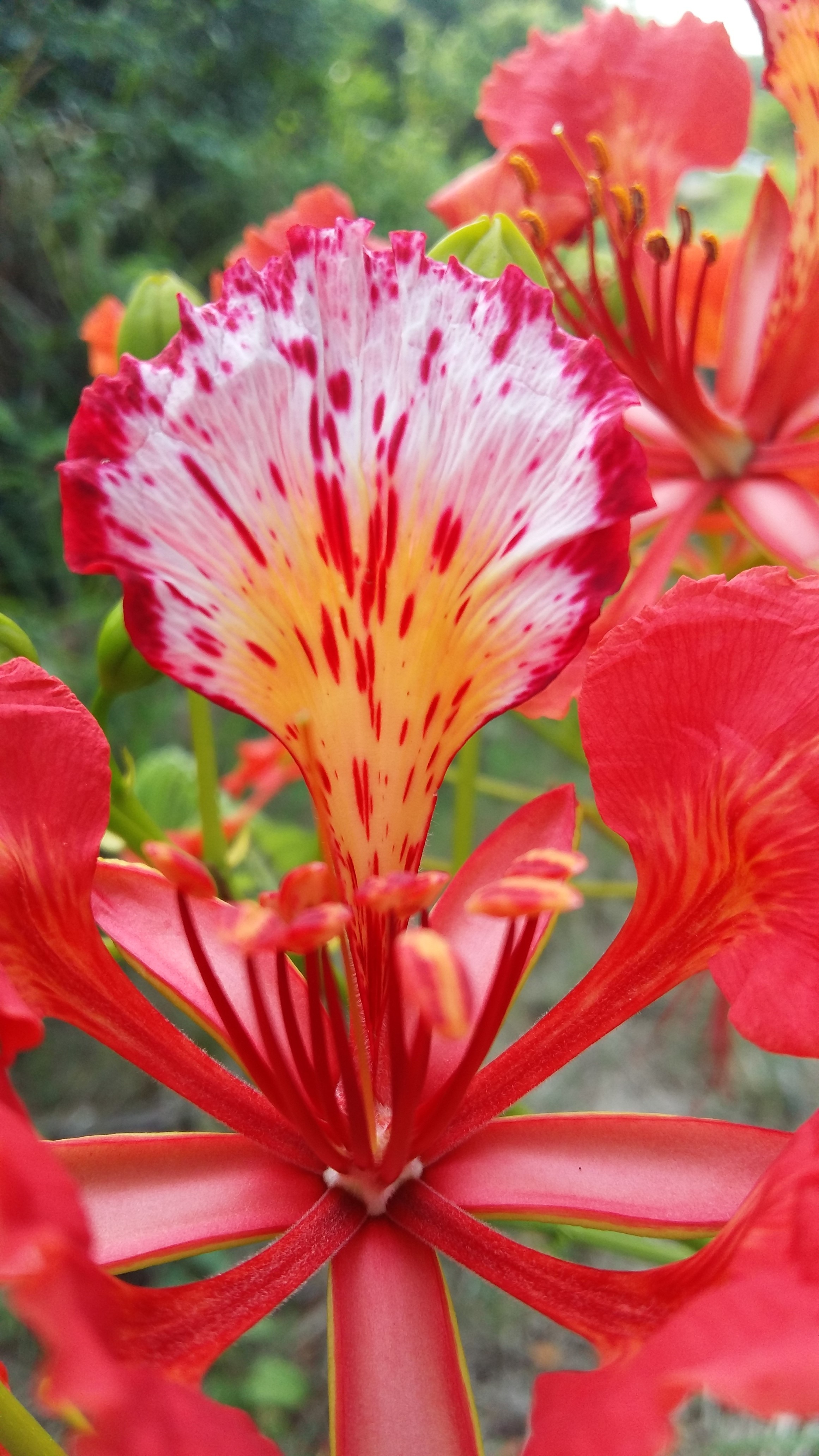 Flower Red Nature free image download