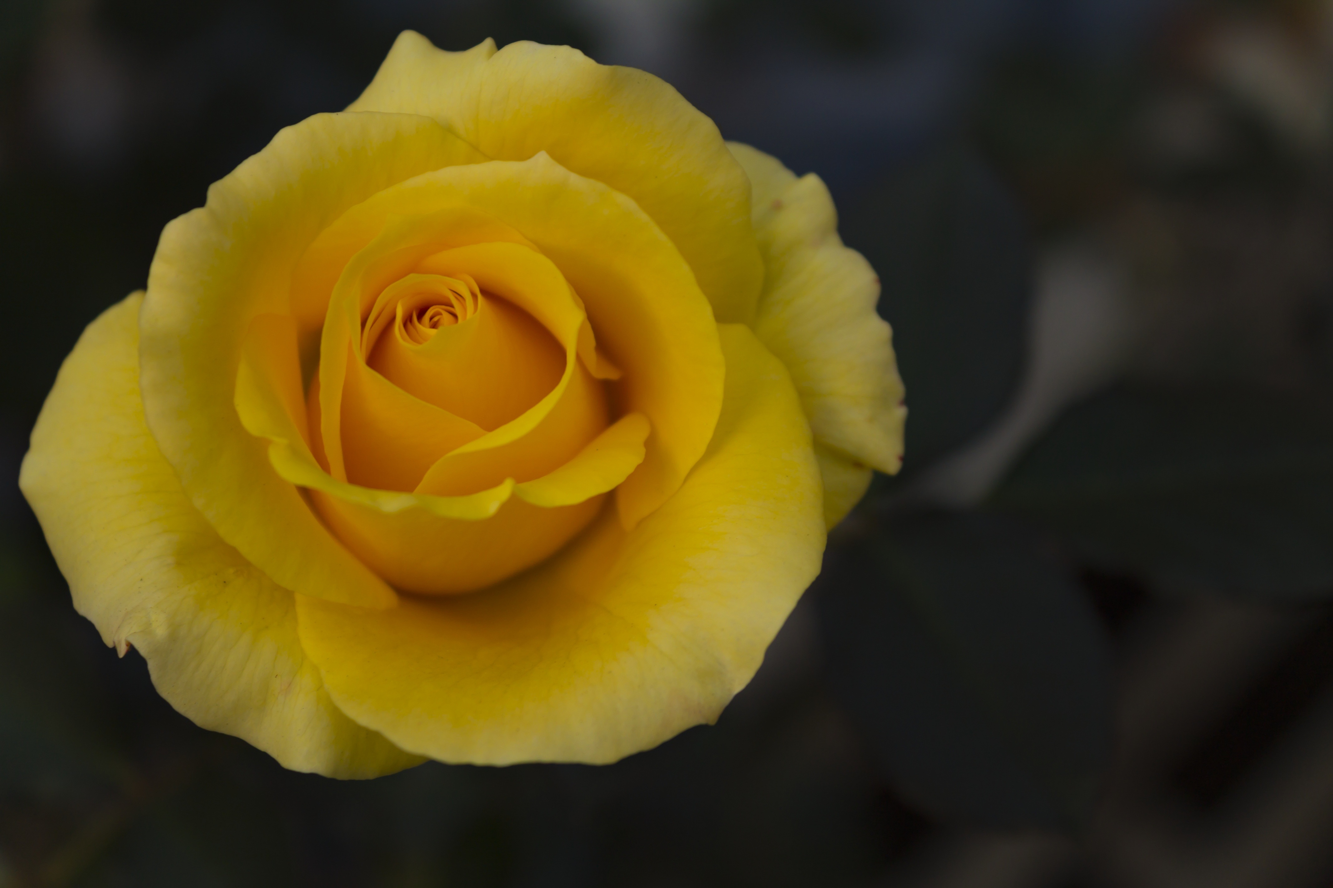 Rose Flower Nature free image download