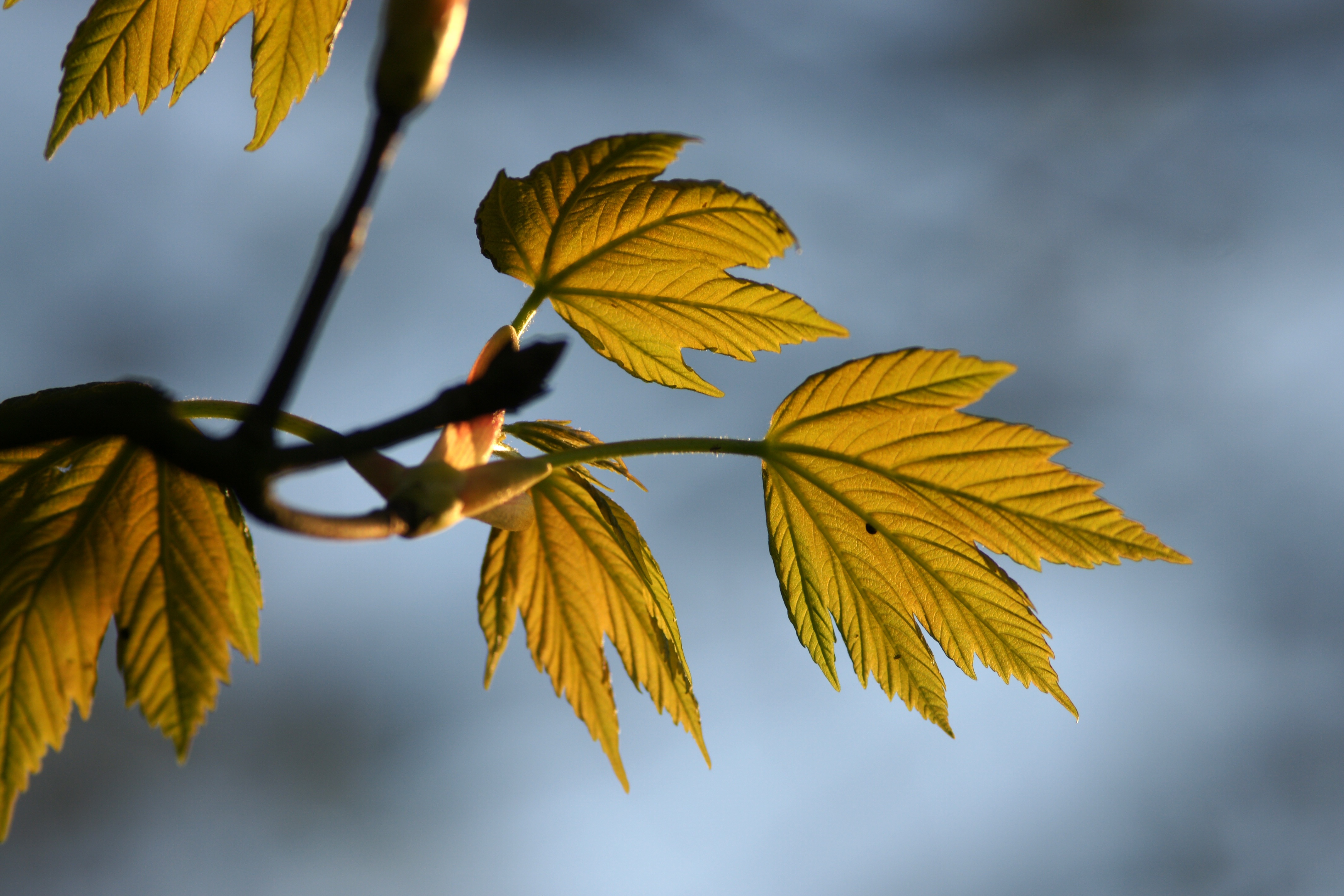 Leaf Nature Fall free image download