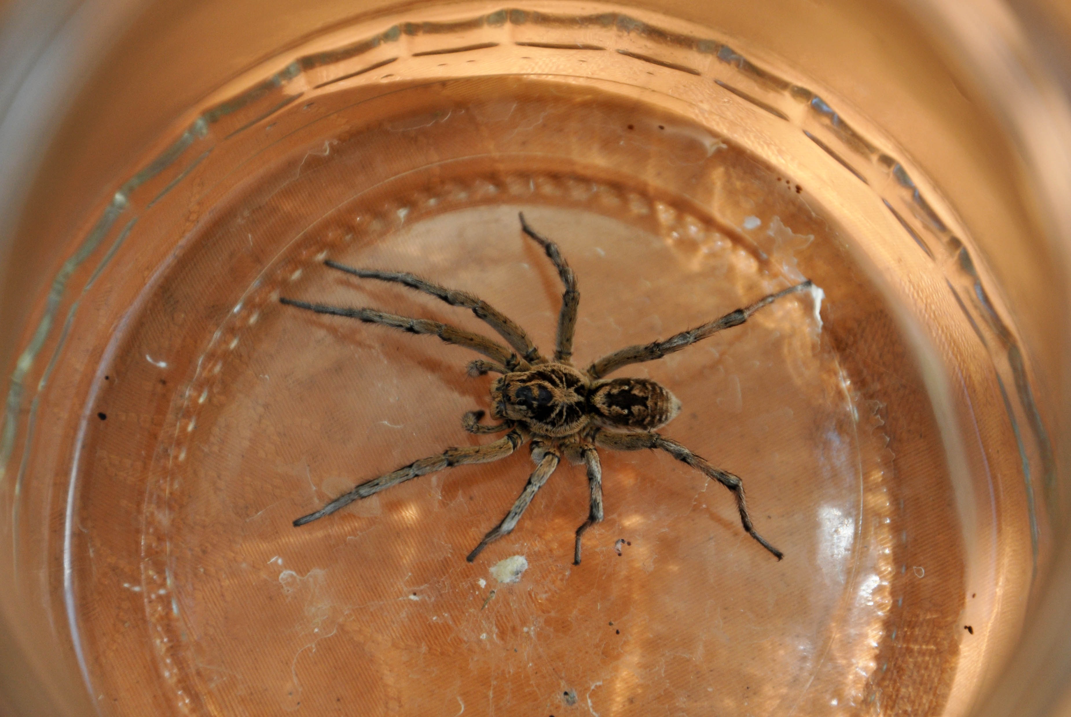 Spider Nature Arachnid free image download