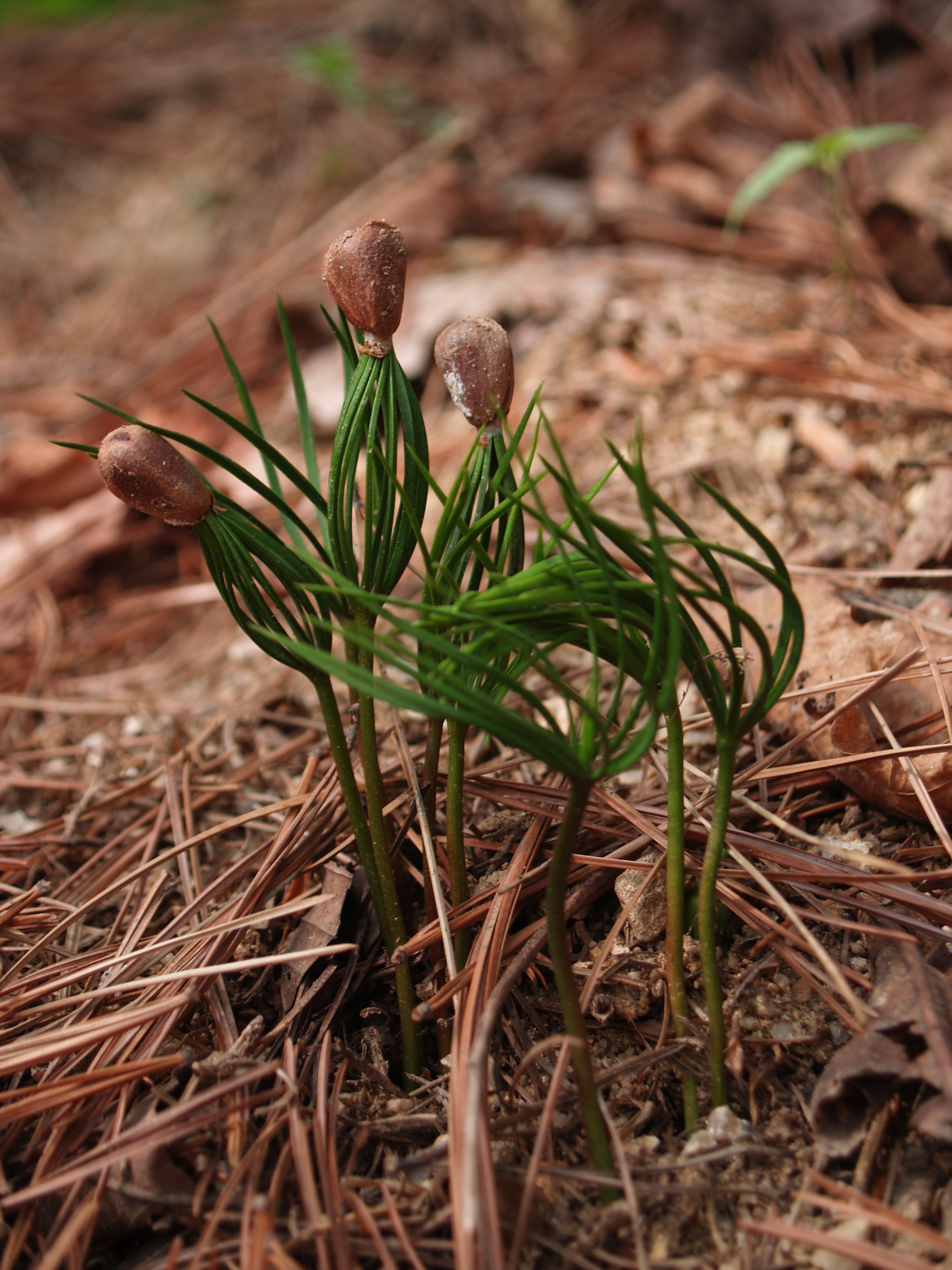 Nature Plants Pinus Koraiensis free image download