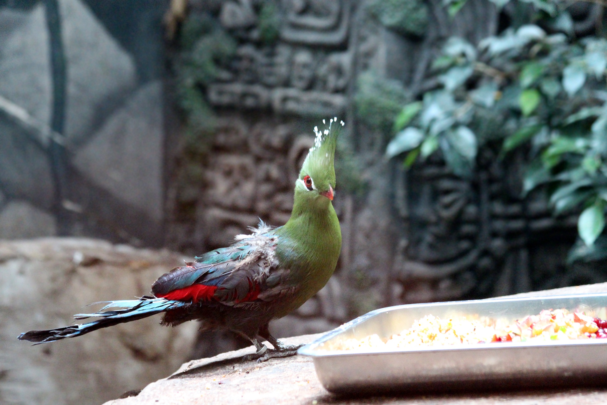 The Guinea Turaco Tauraco Persa free image download