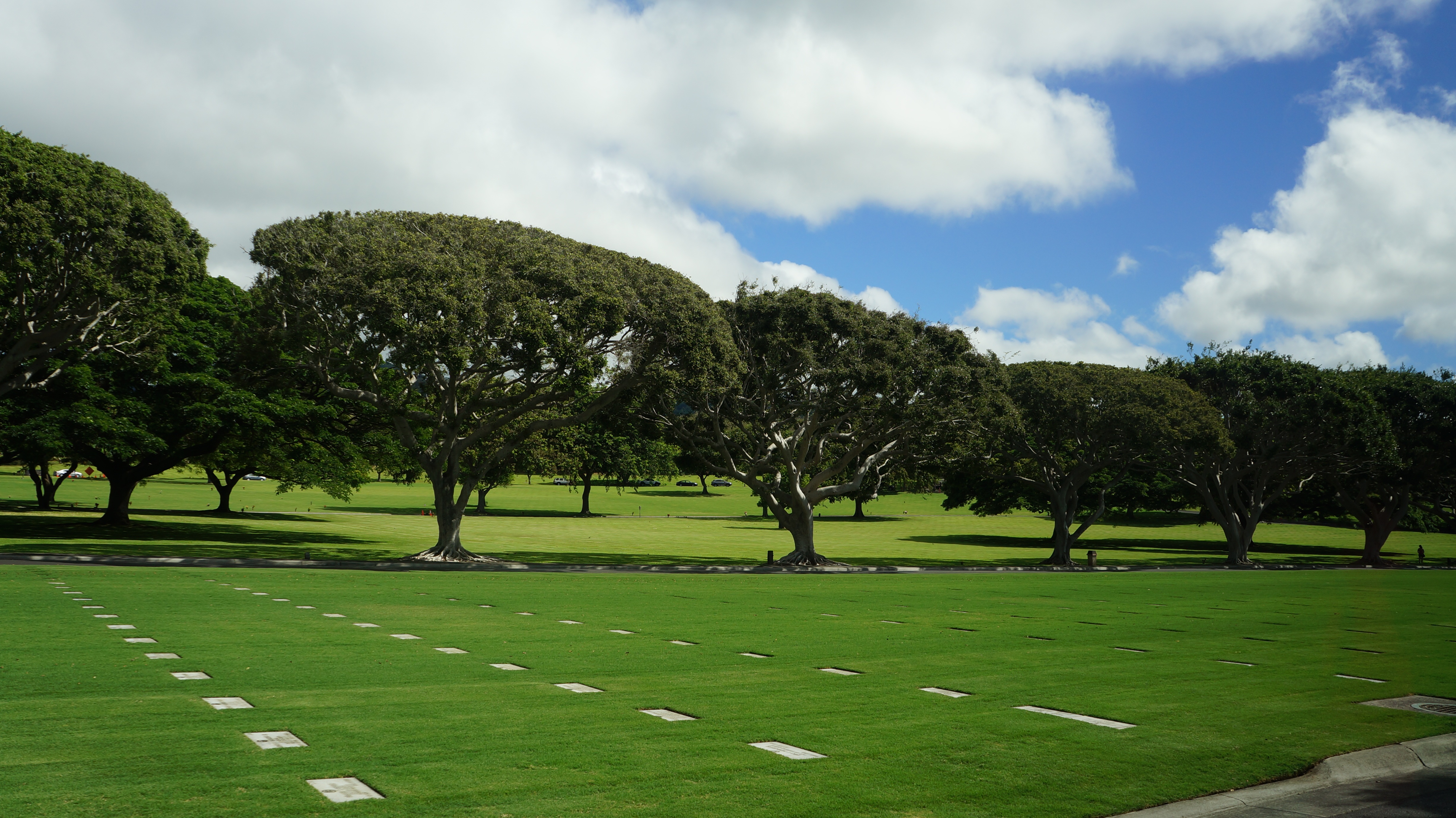 Park Trees Nature free image download