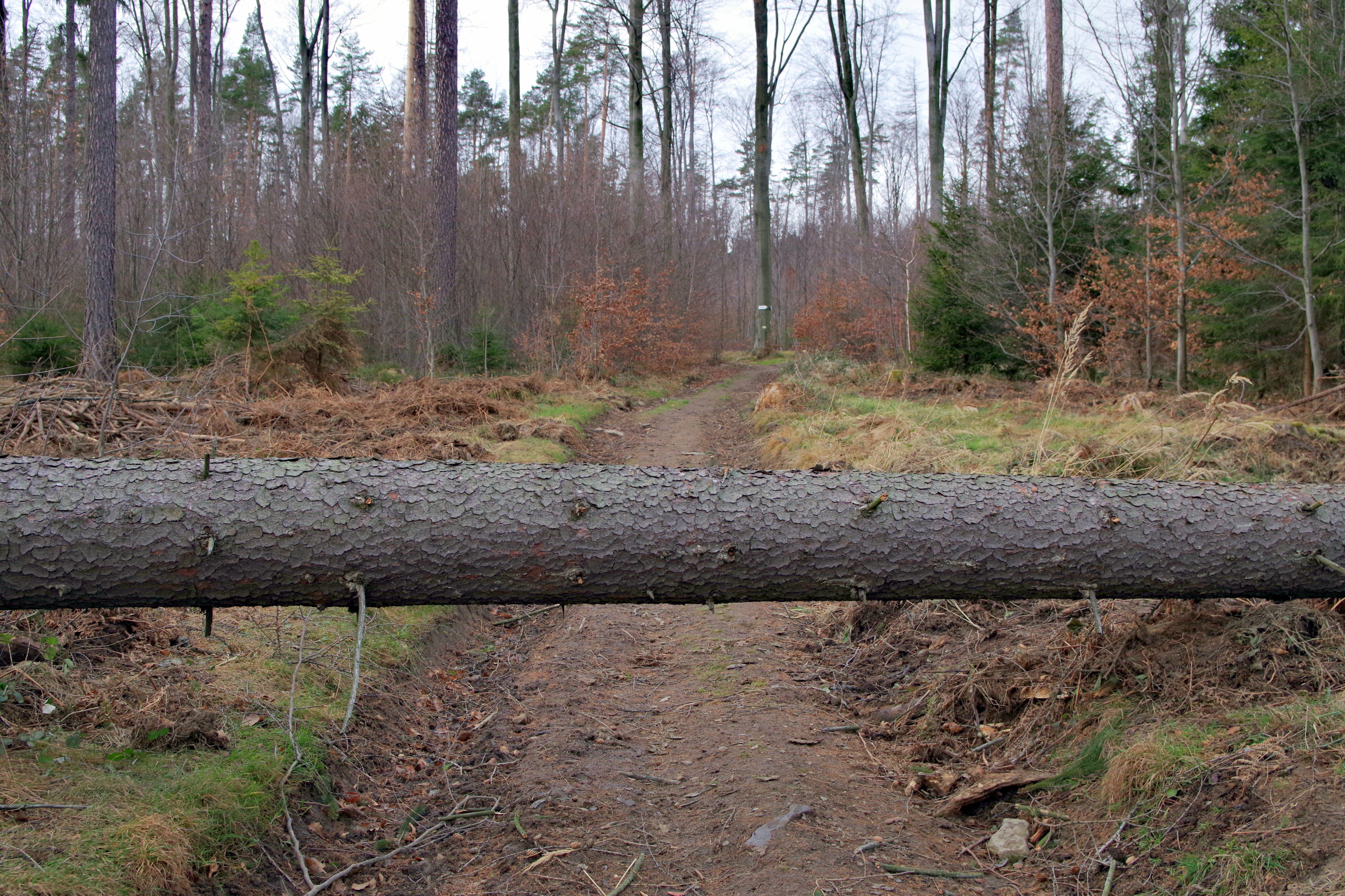 Obstacle Tree Nature free image download