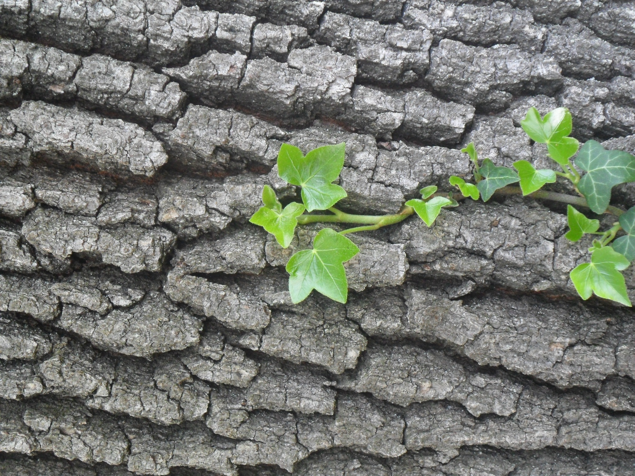 Bark Ivy free image download