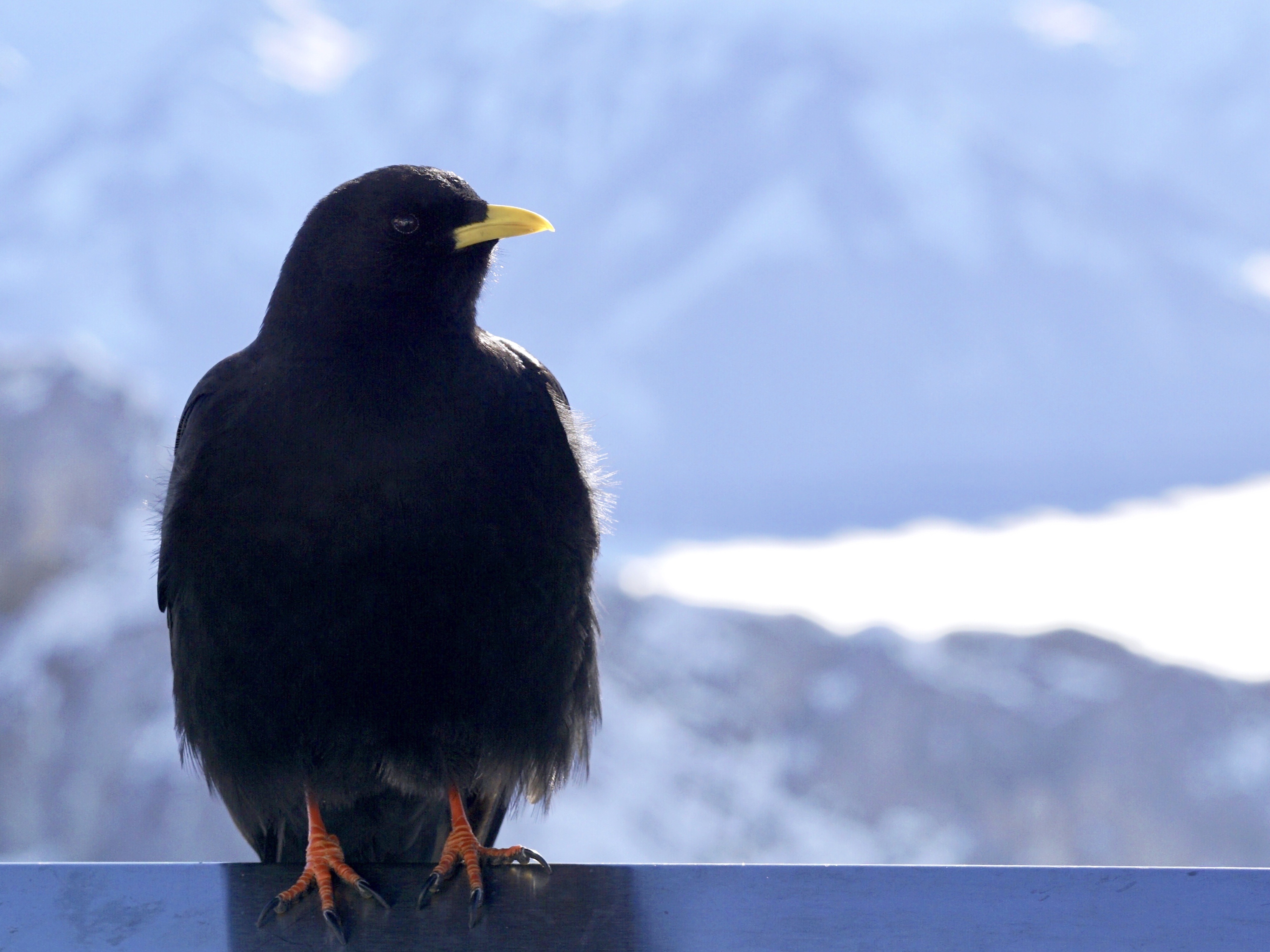Jackdaw Bird in Nature free image download