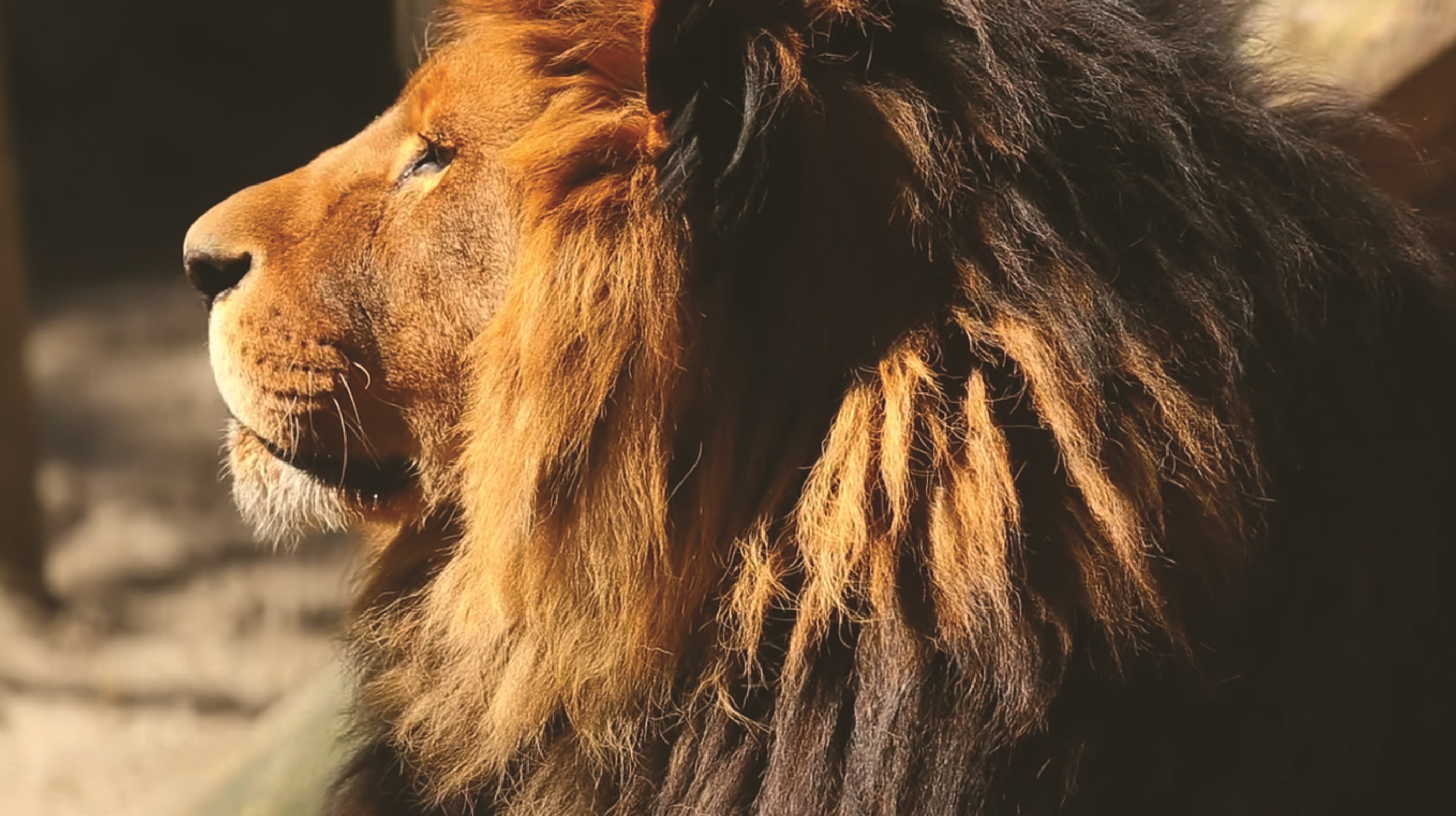 Mammal Animal Fur free image download