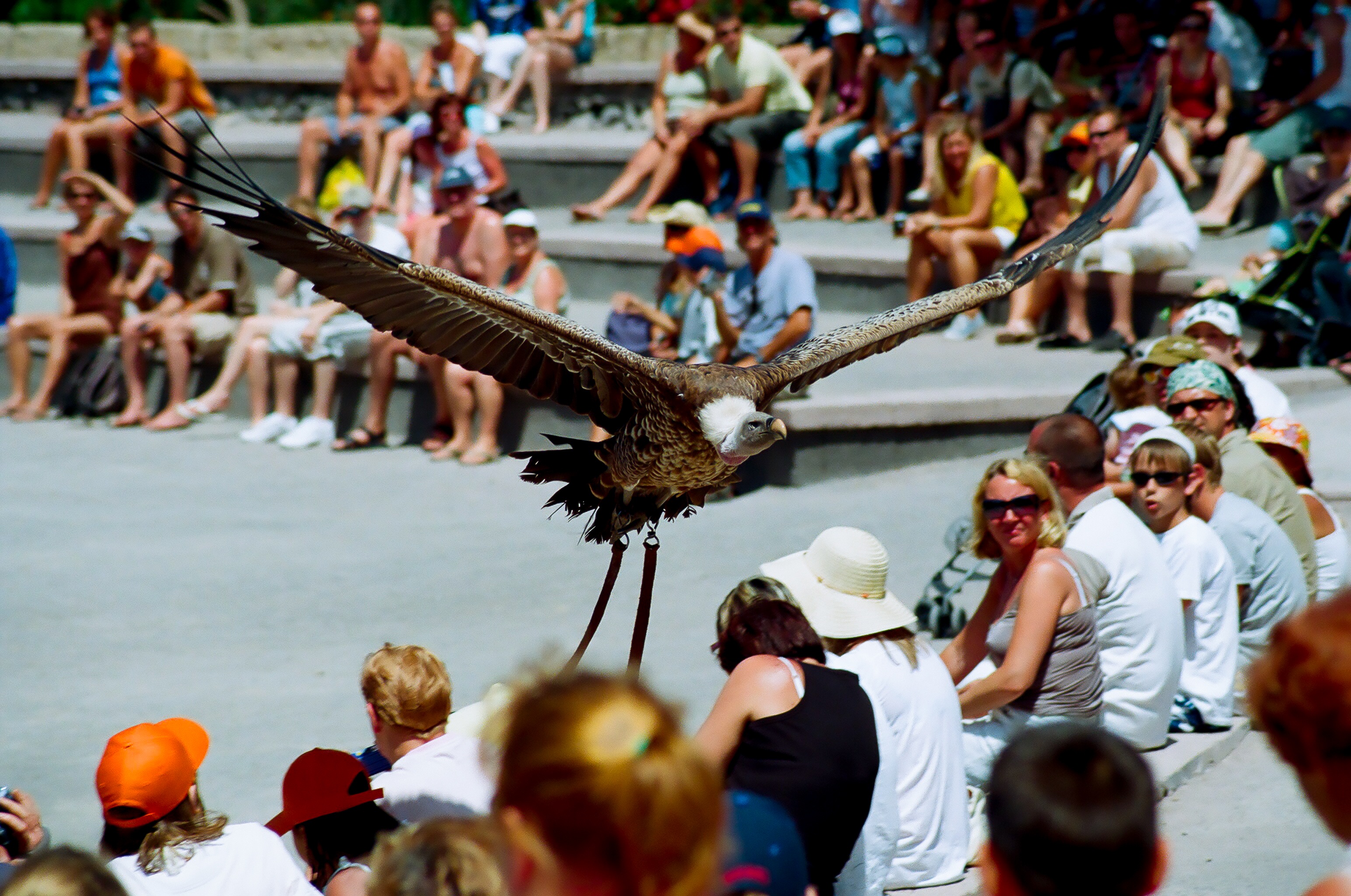 Bird Predatory fly over people free image download