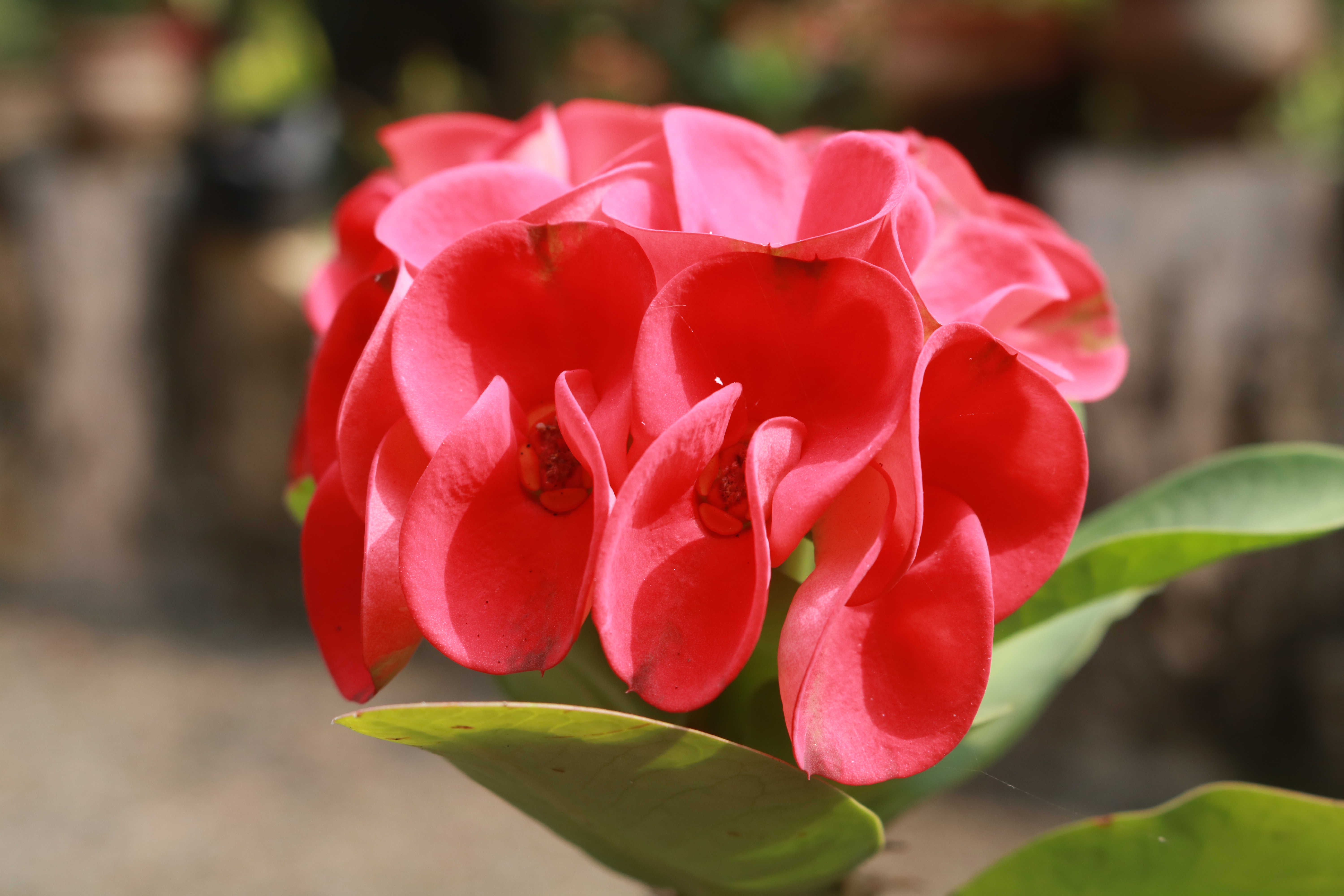 Nature Flower Flora free image download
