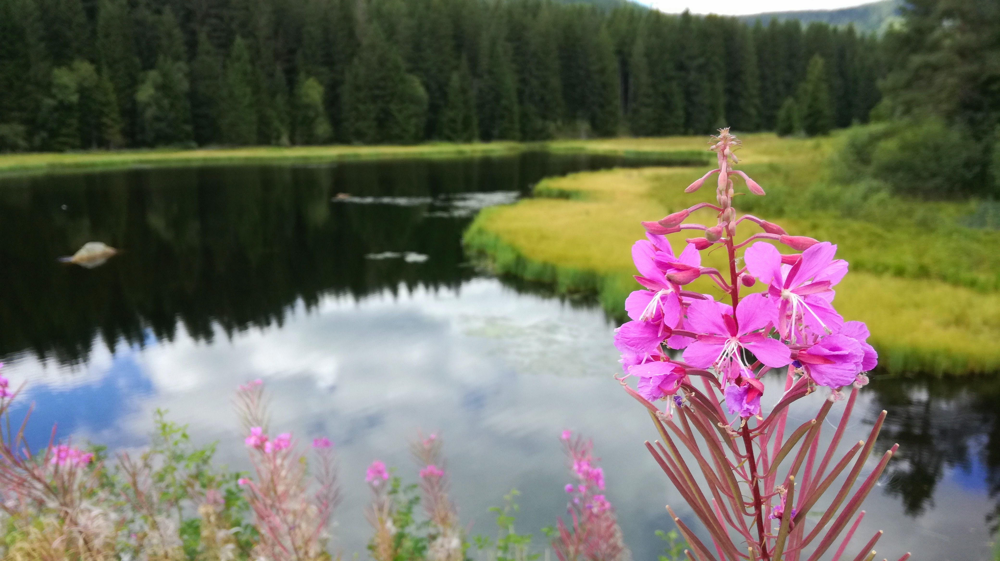 Lake Flower Plant free image download