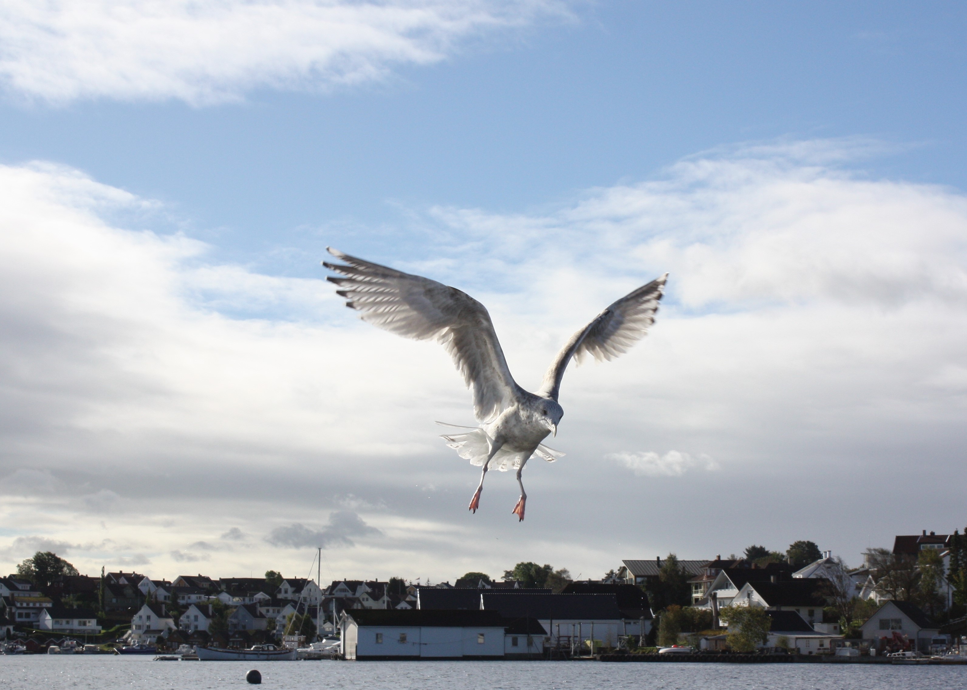Seagull Bird Marine Life free image download