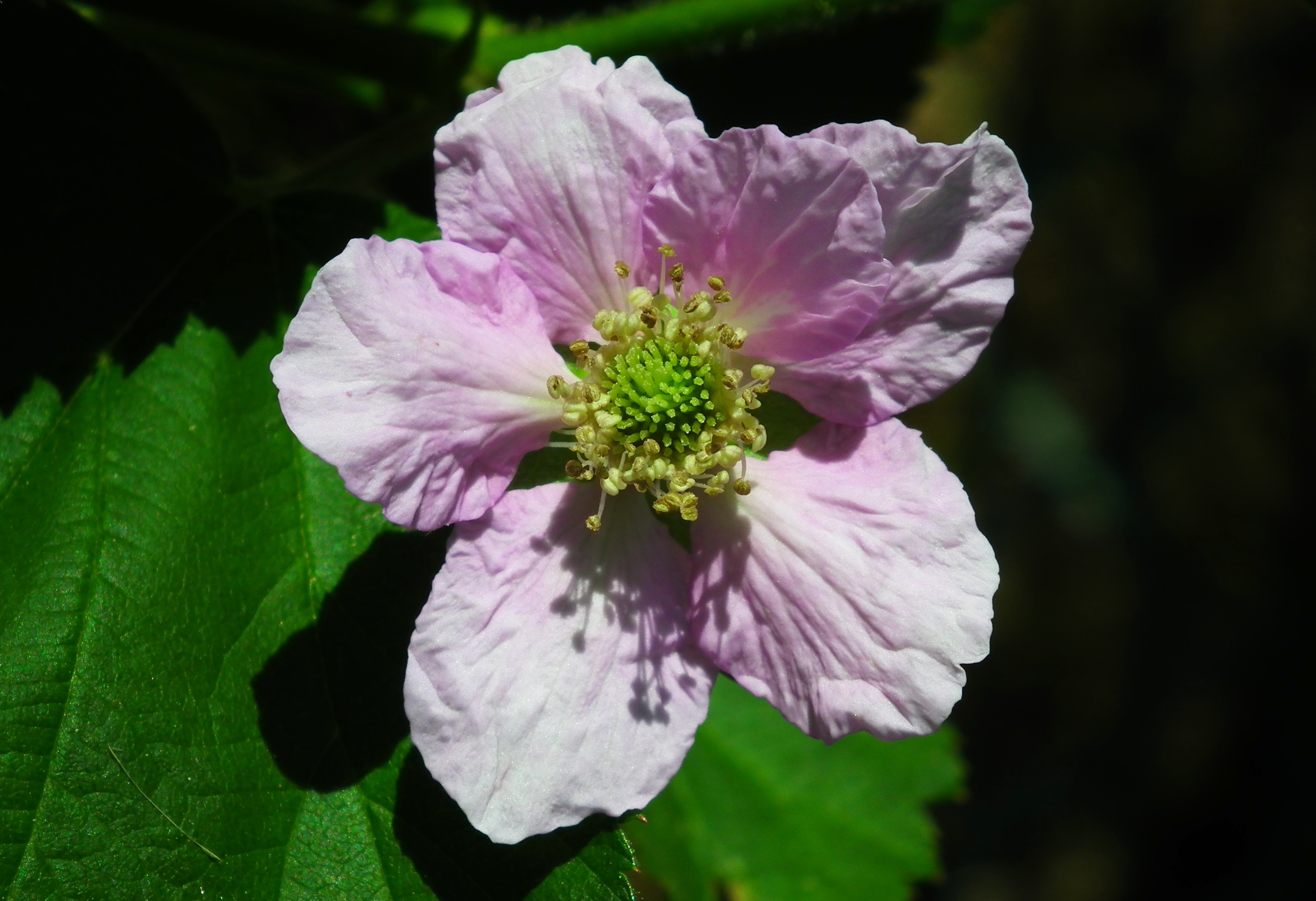 Little blueberry blossoms in the garden free image download