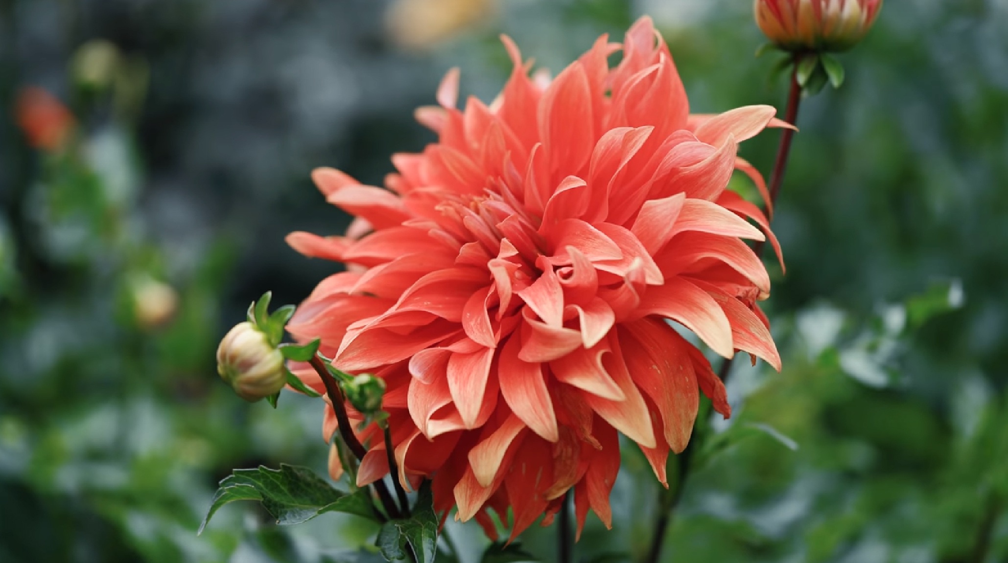 Nature Flower Flora free image download
