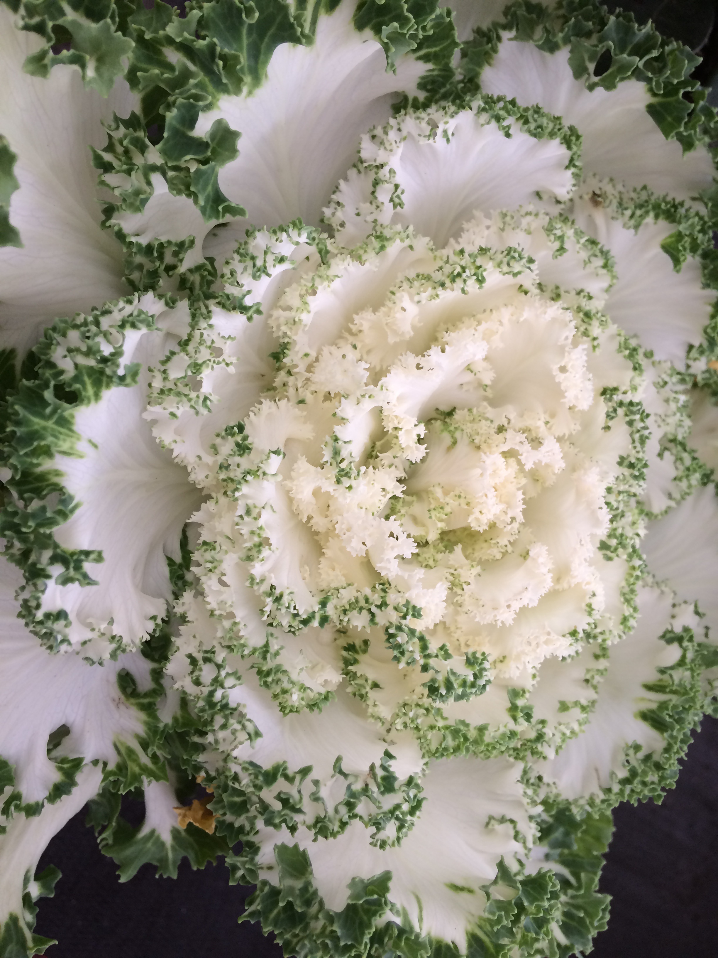 Flower Leaf Flora free image download