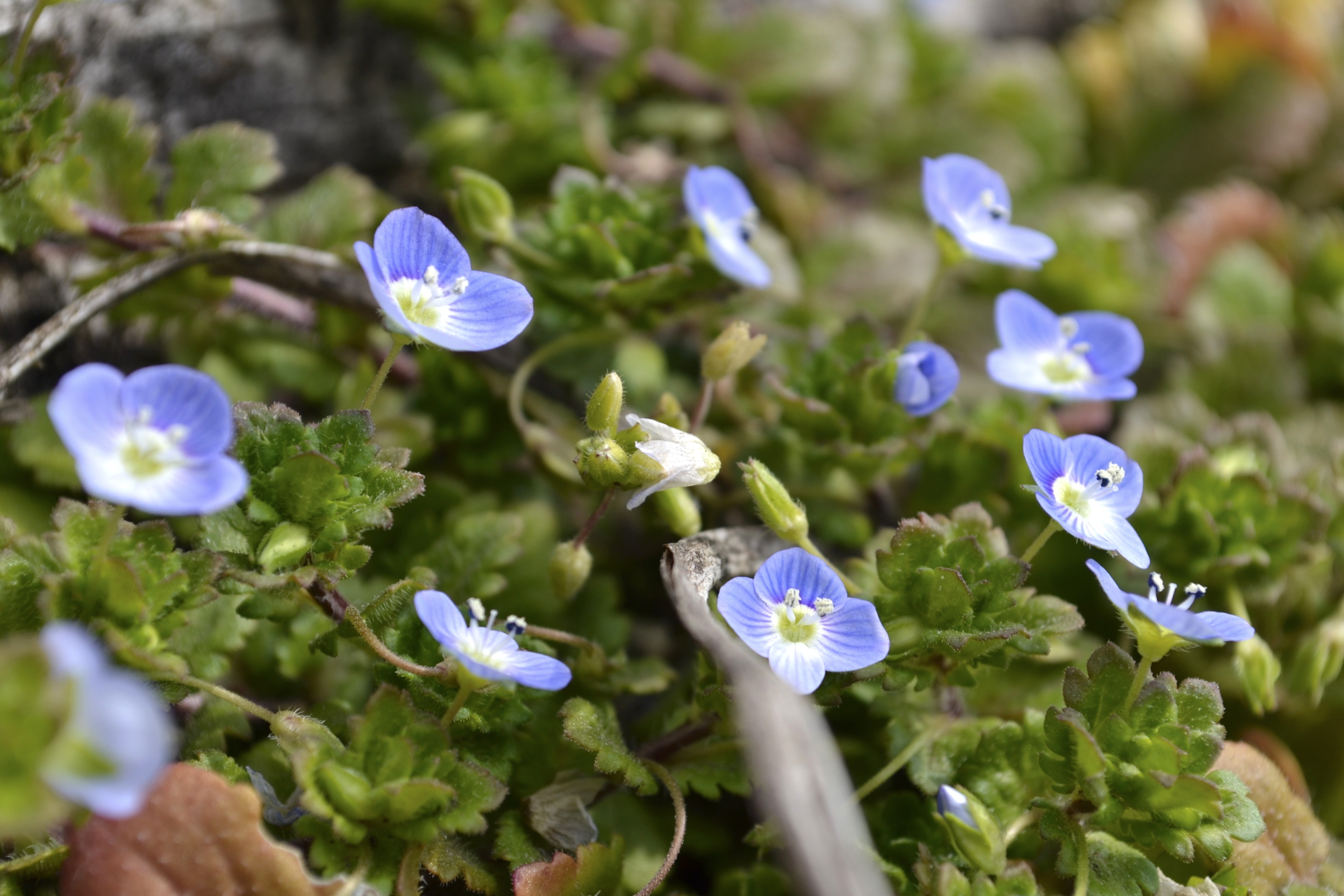 Natural Plant Leaf free image download
