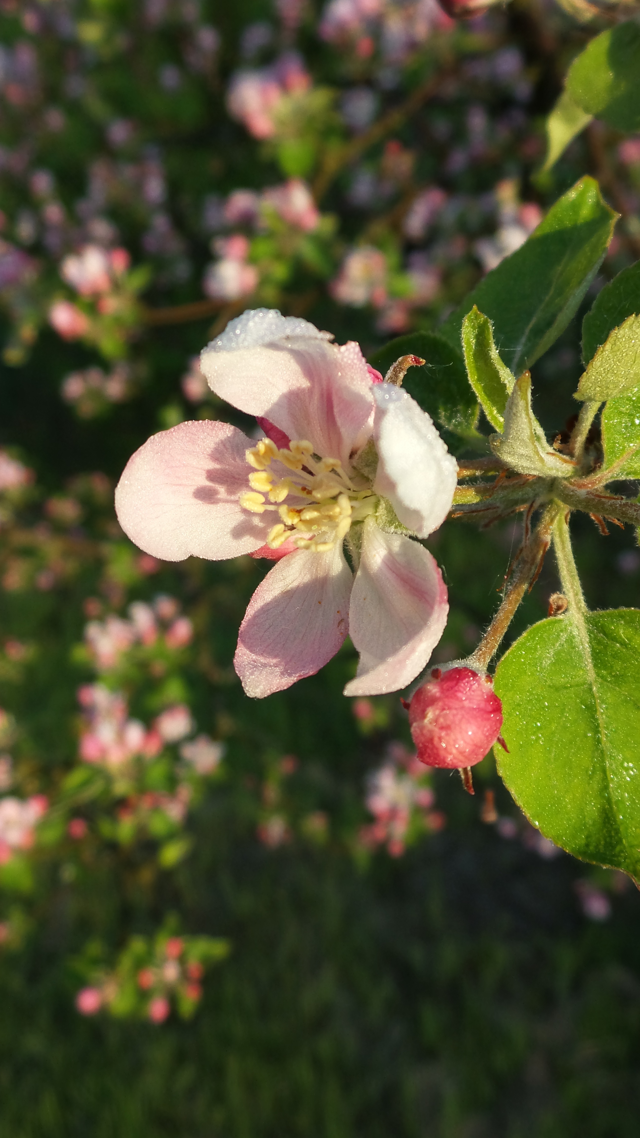 Flower Leaf Floral free image download