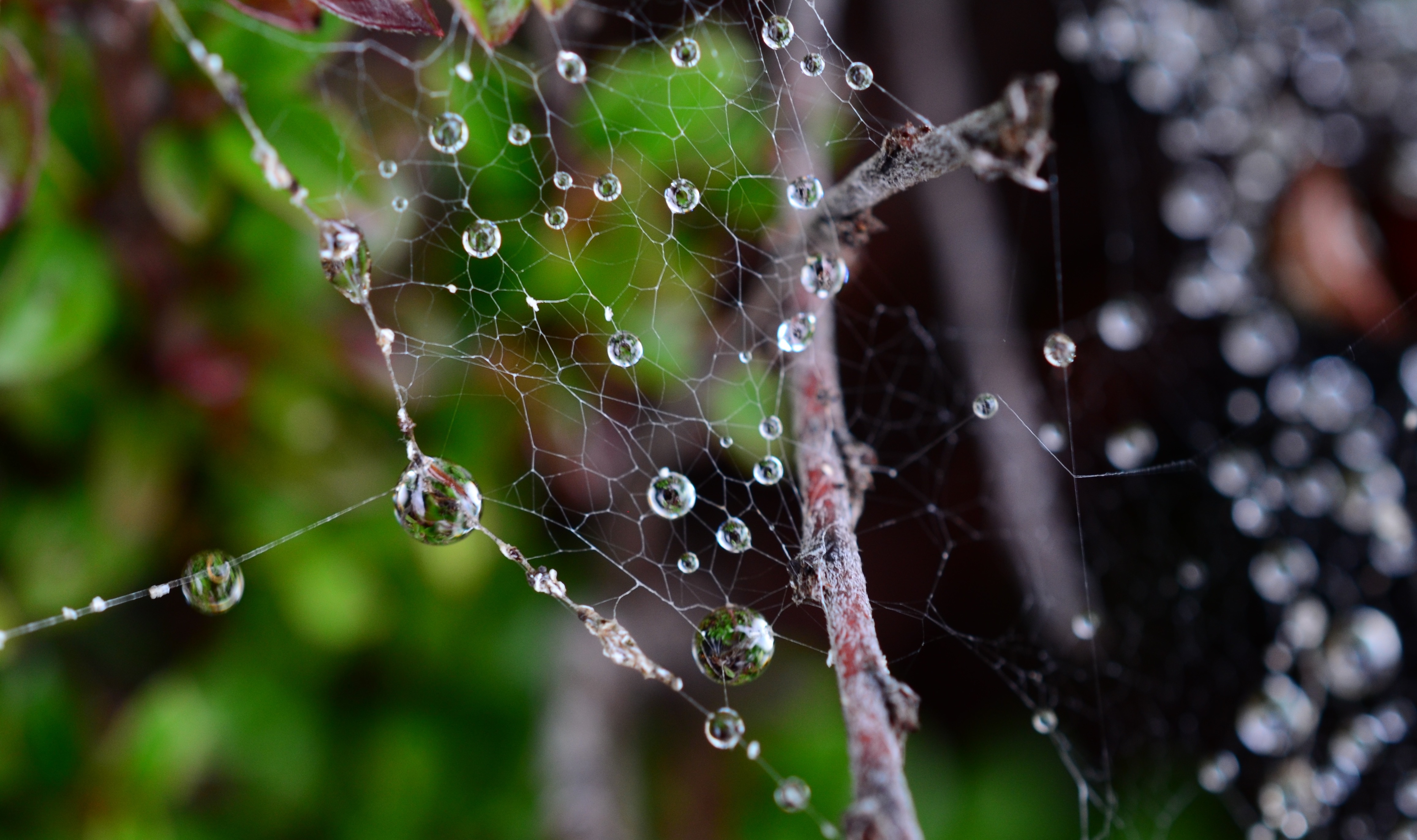 Dew Spider Nature free image download