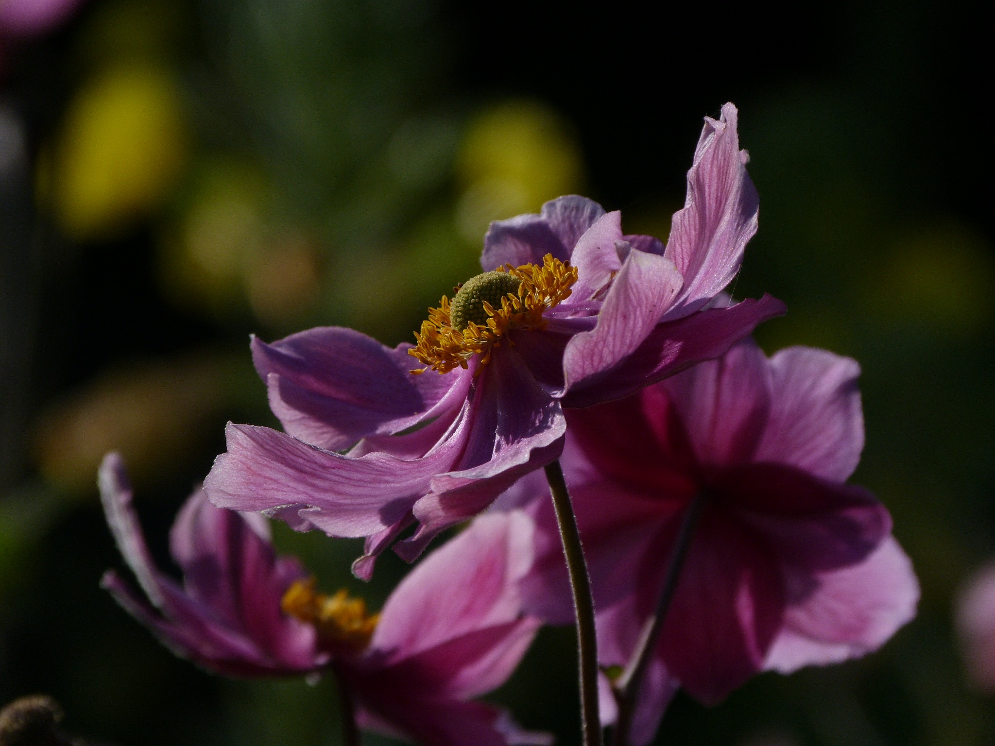 Flower Nature Flora free image download