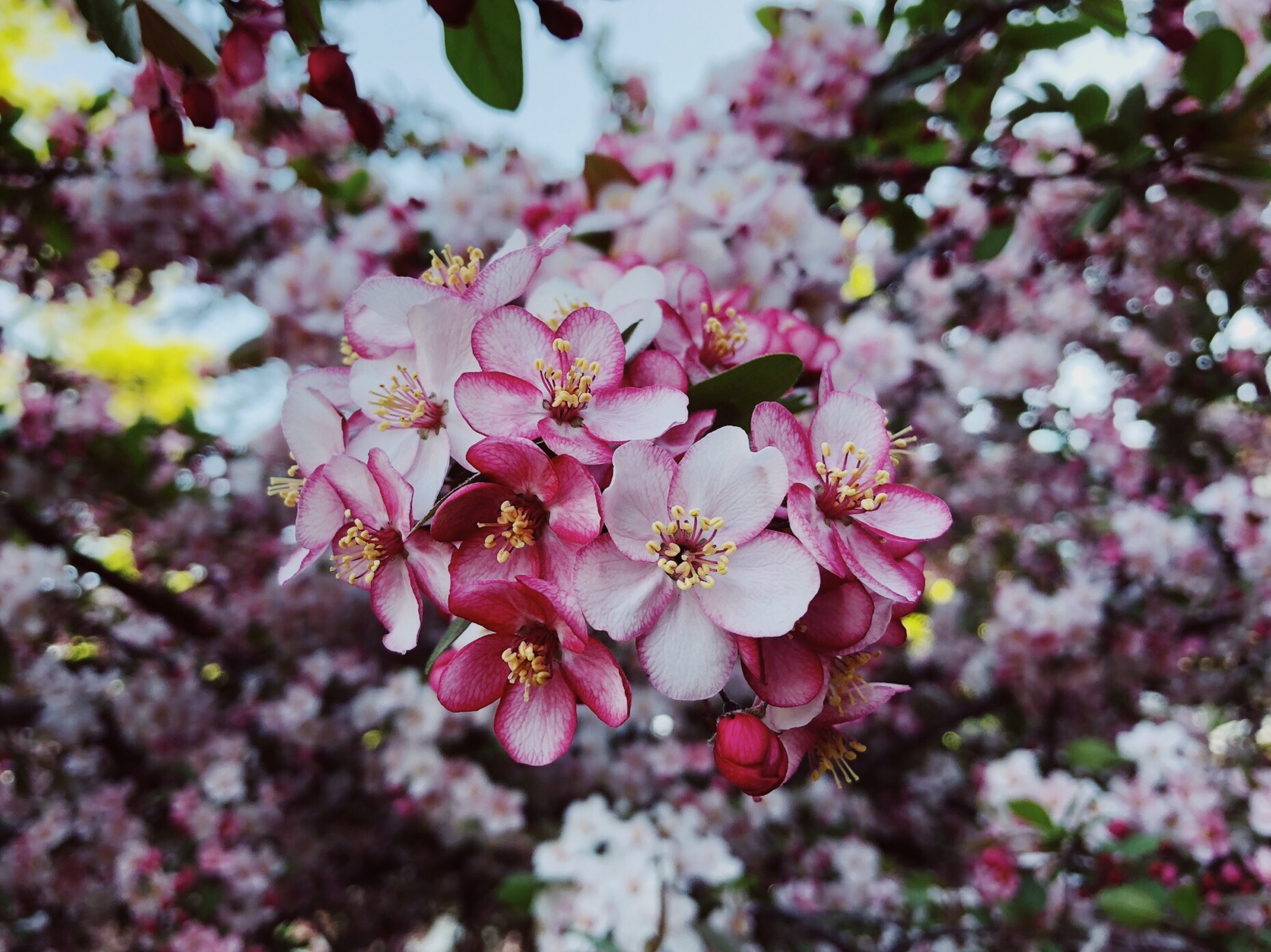 Spring Flower Blossom free image download
