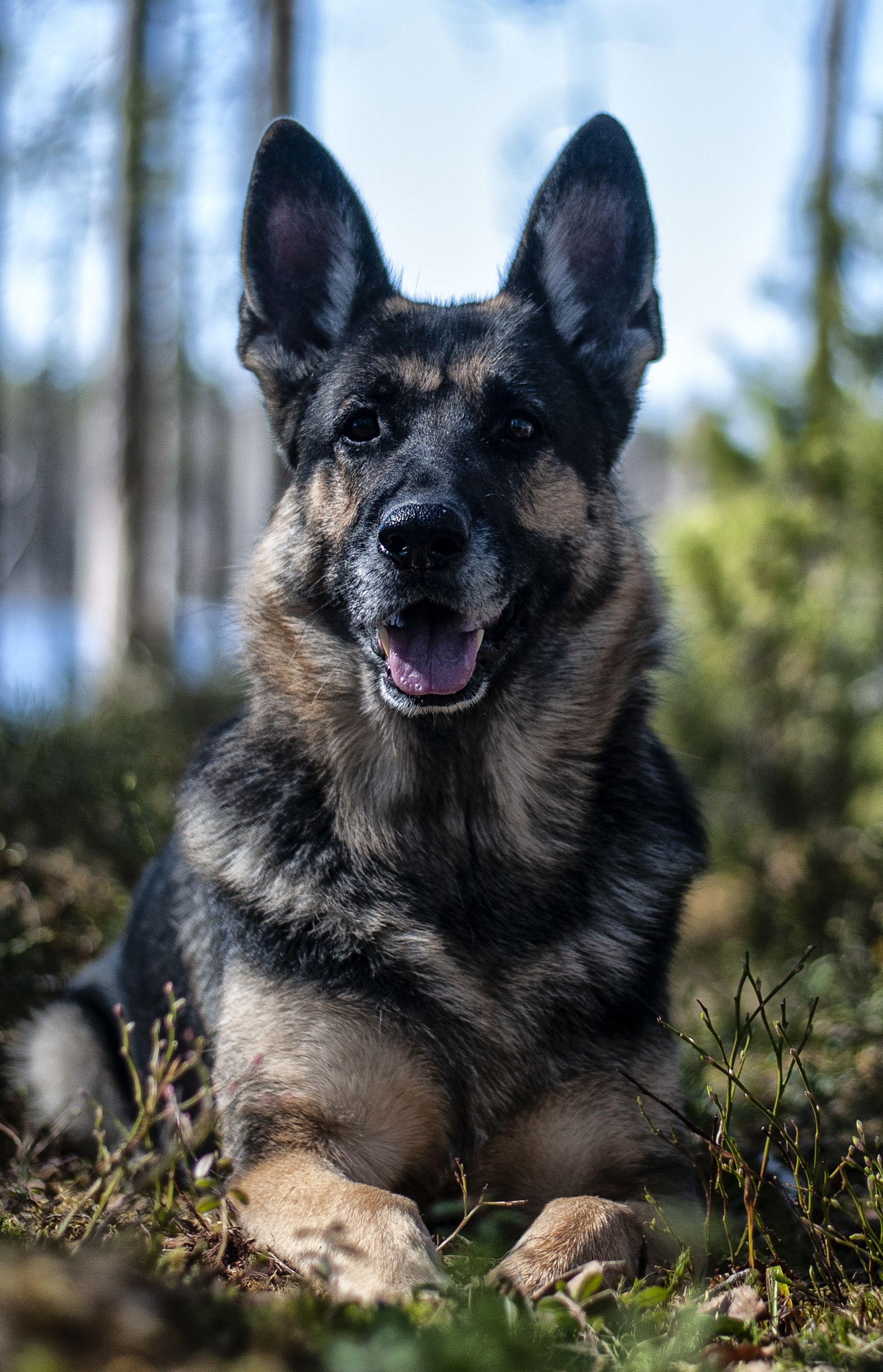 Gorgeous german shepherd in the forest free image download