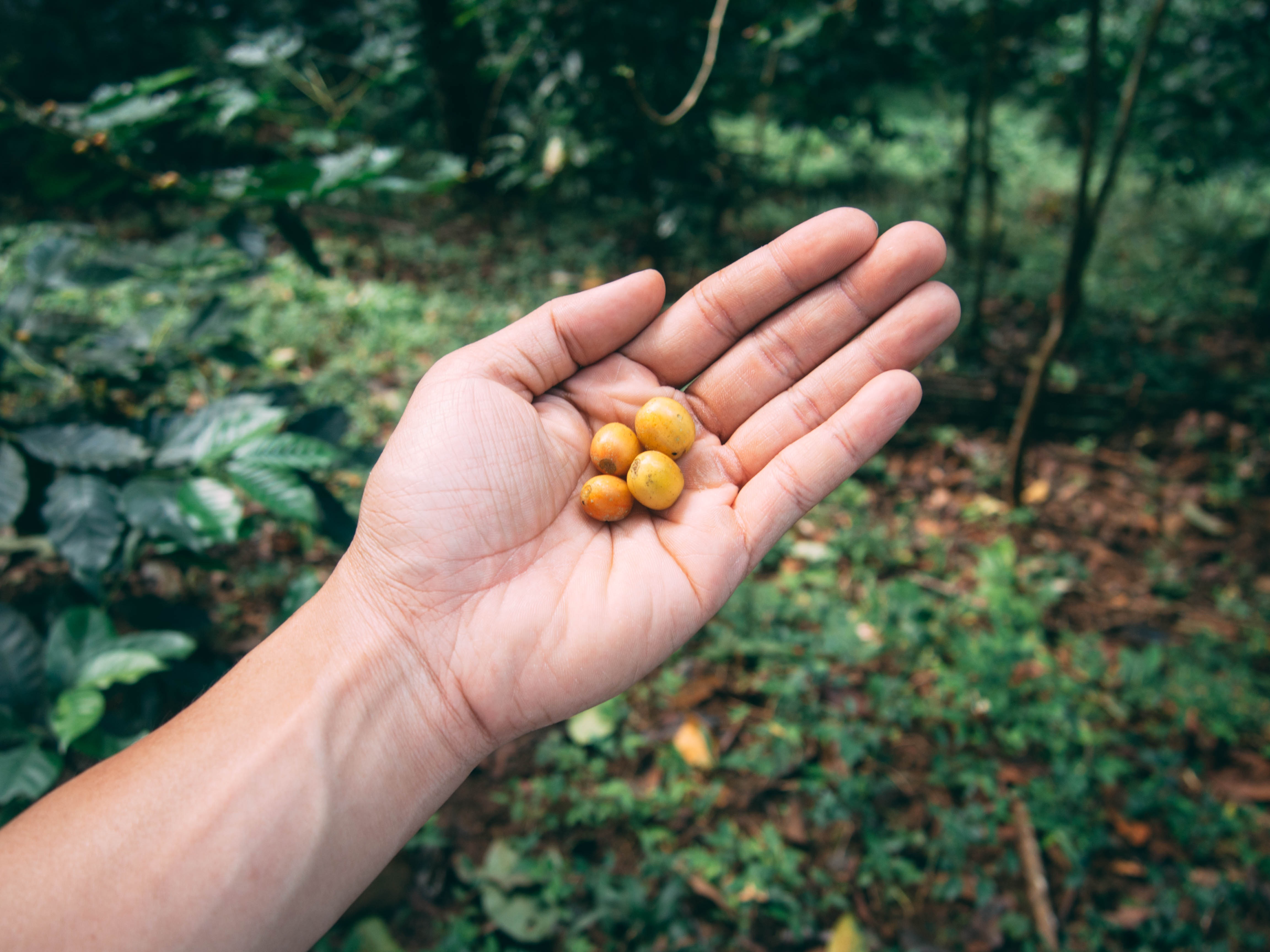 Nature Wood Flora free image download