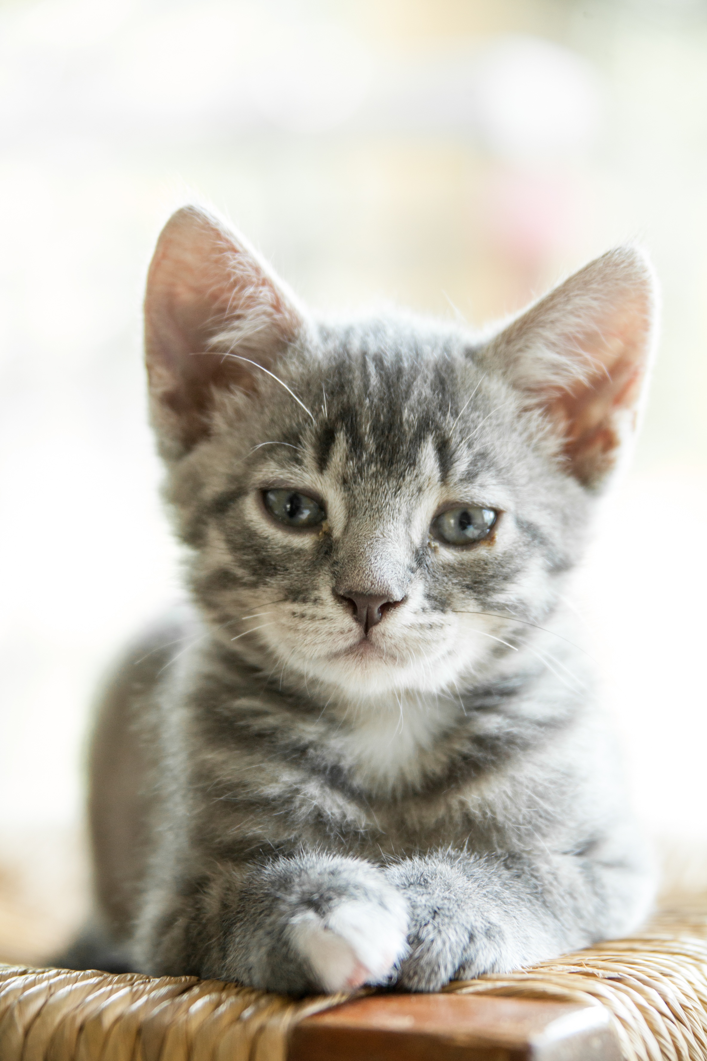 Cute pet kitty free image download