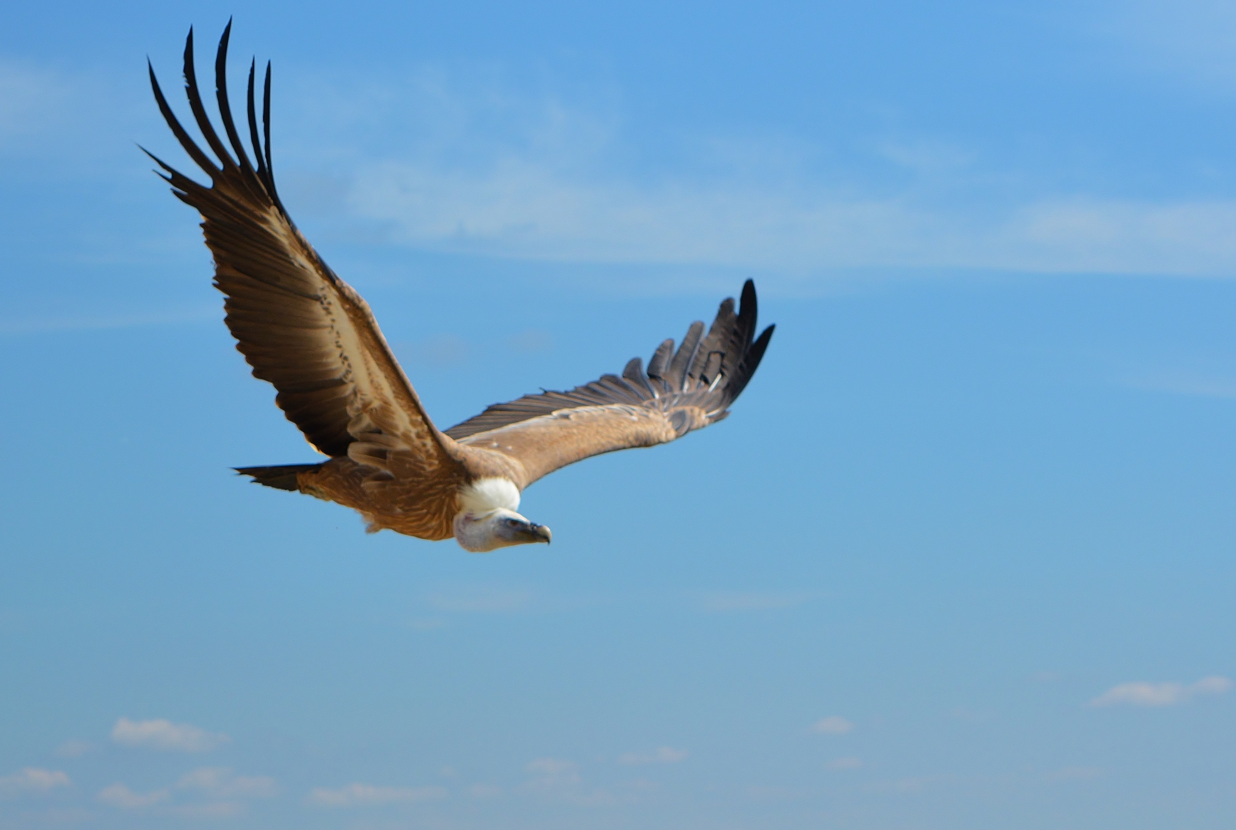 Bird flying at blue sky free image download