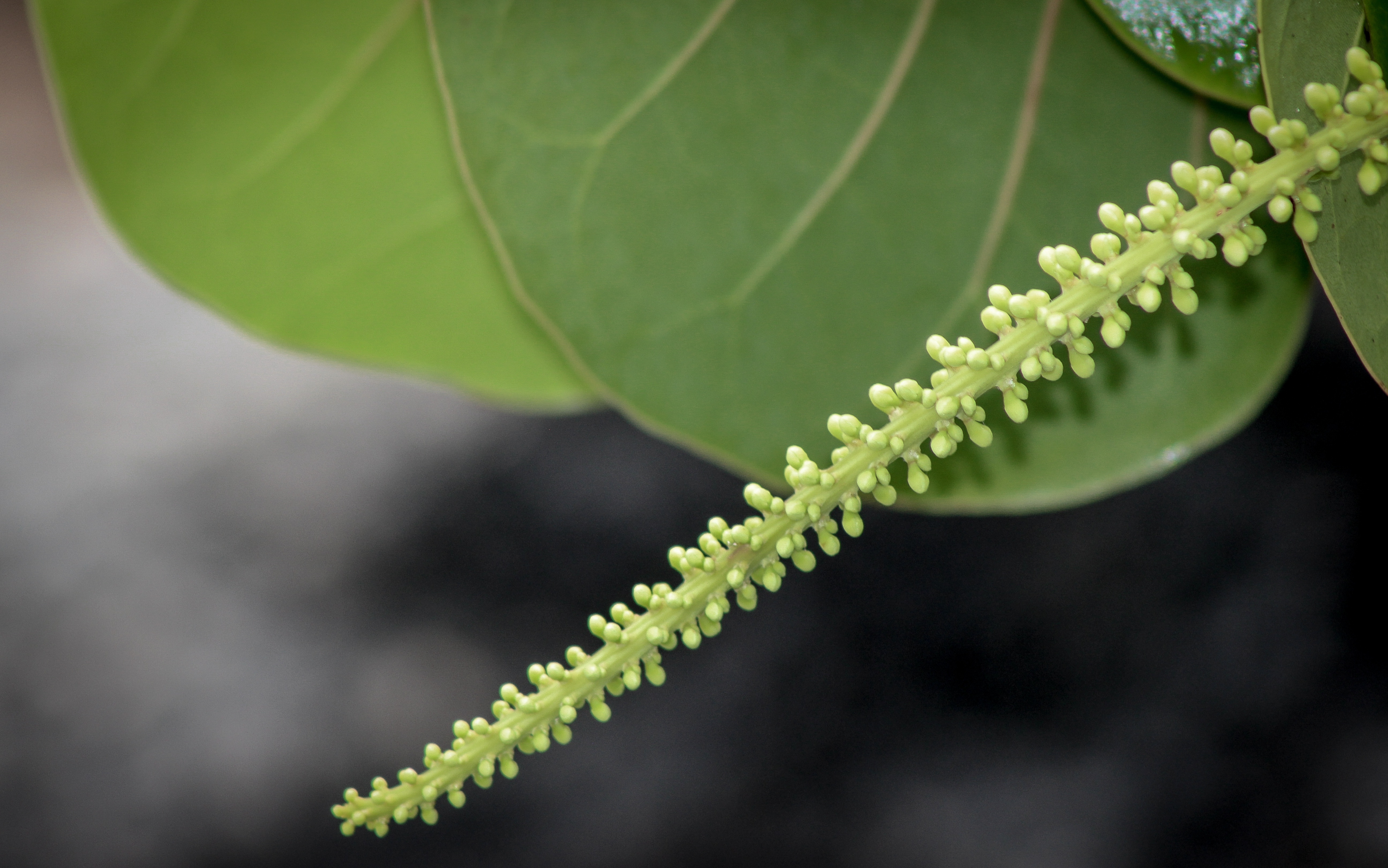 Flora Leaf Nature free image download
