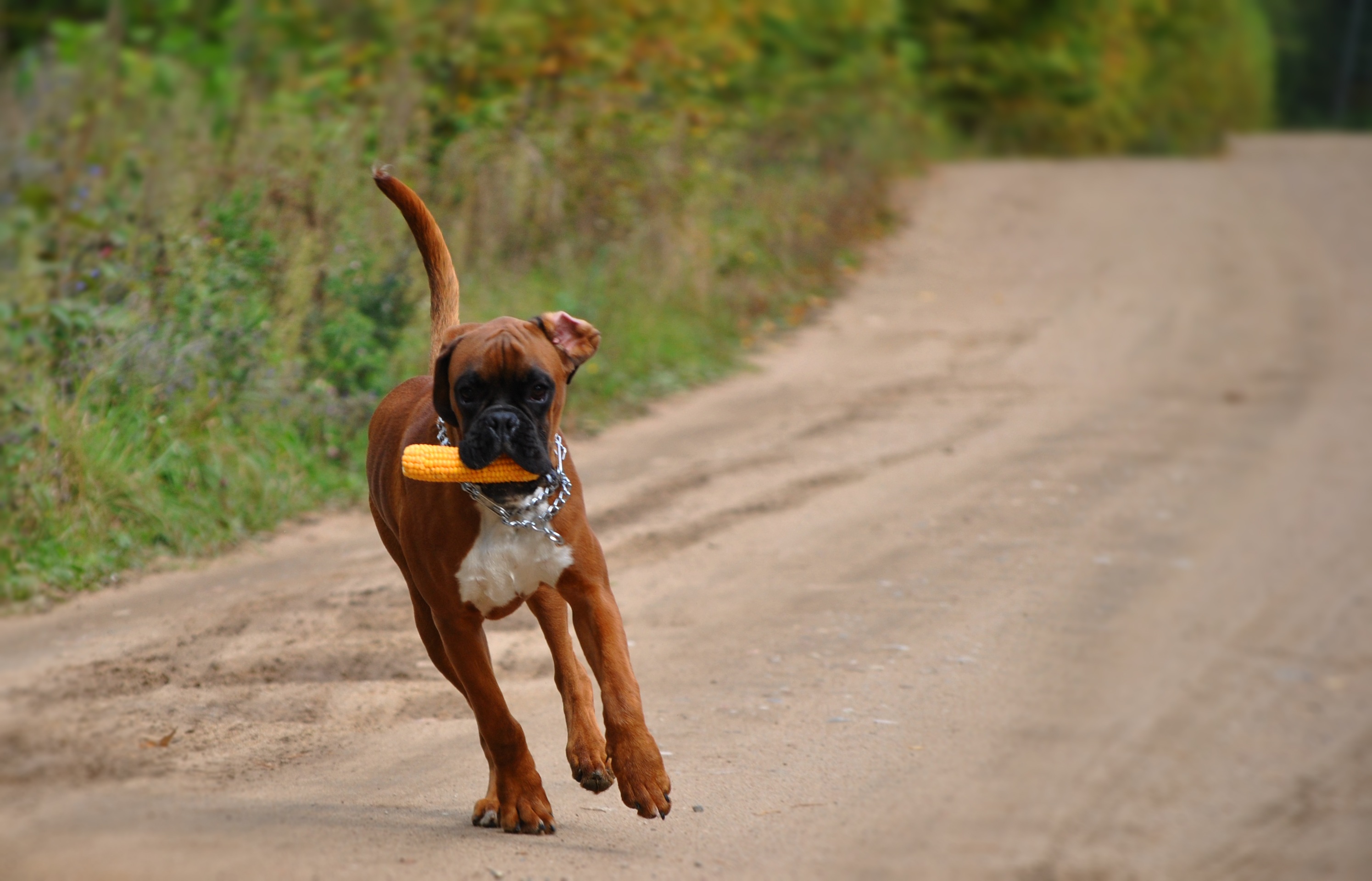 Boxer Dog Cute free image download