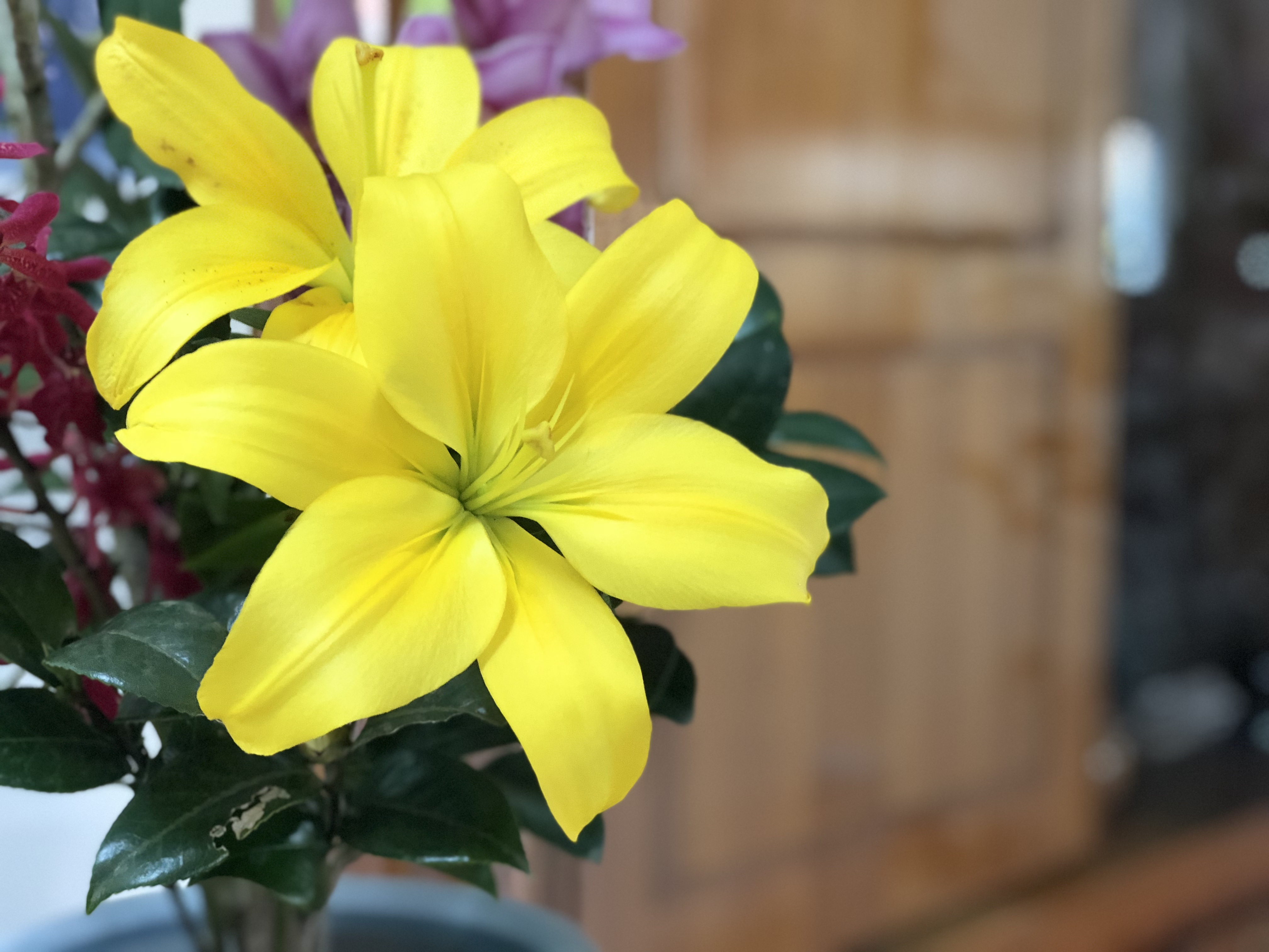 Flower Nature free image download