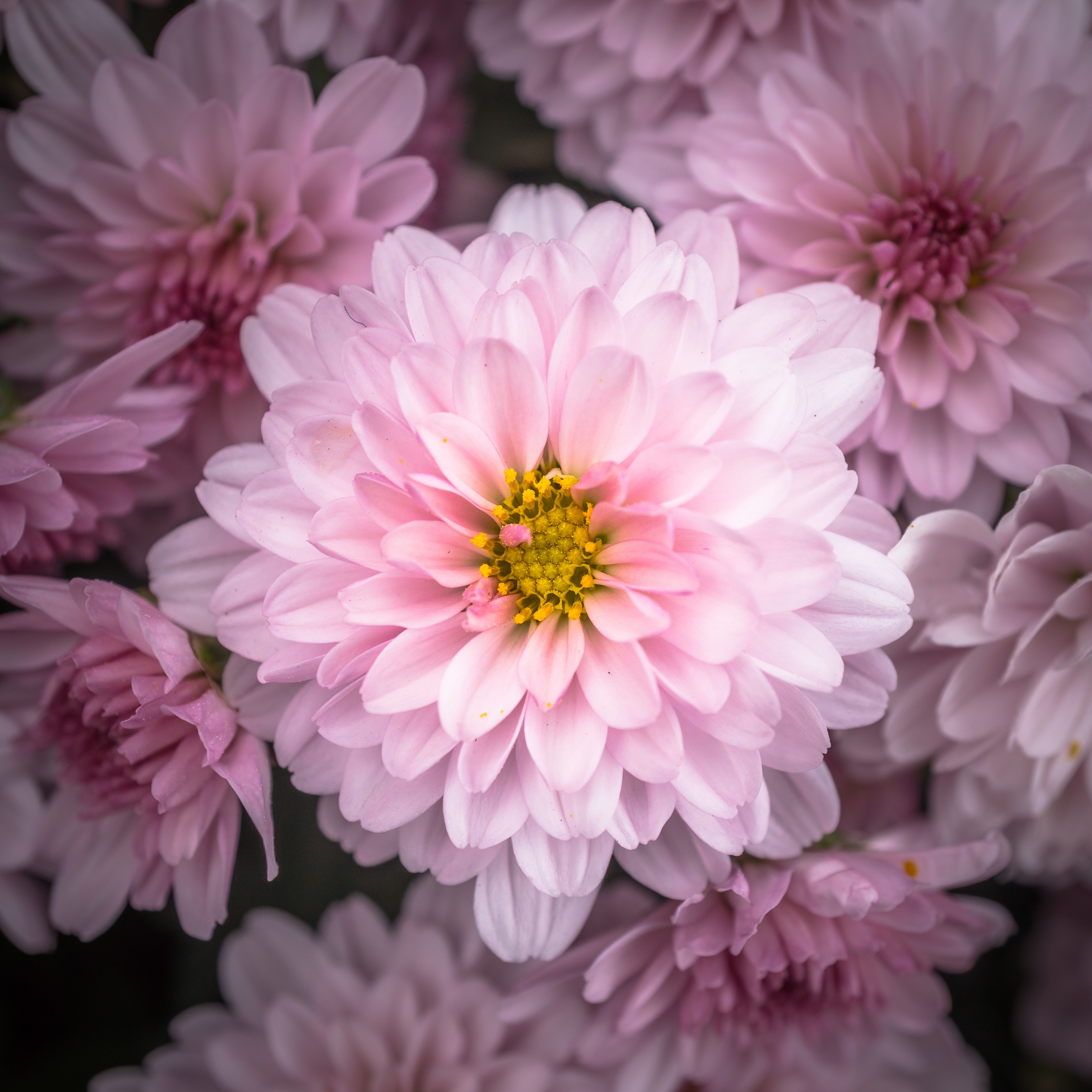 Chrysanthemum Autumn Flowers free image download
